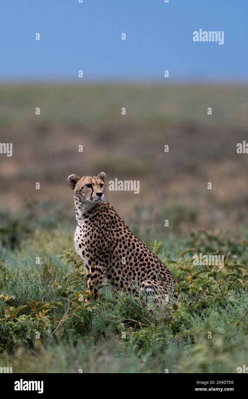 Cheetah portrait vertical hi-res stock photography and images - Alamy