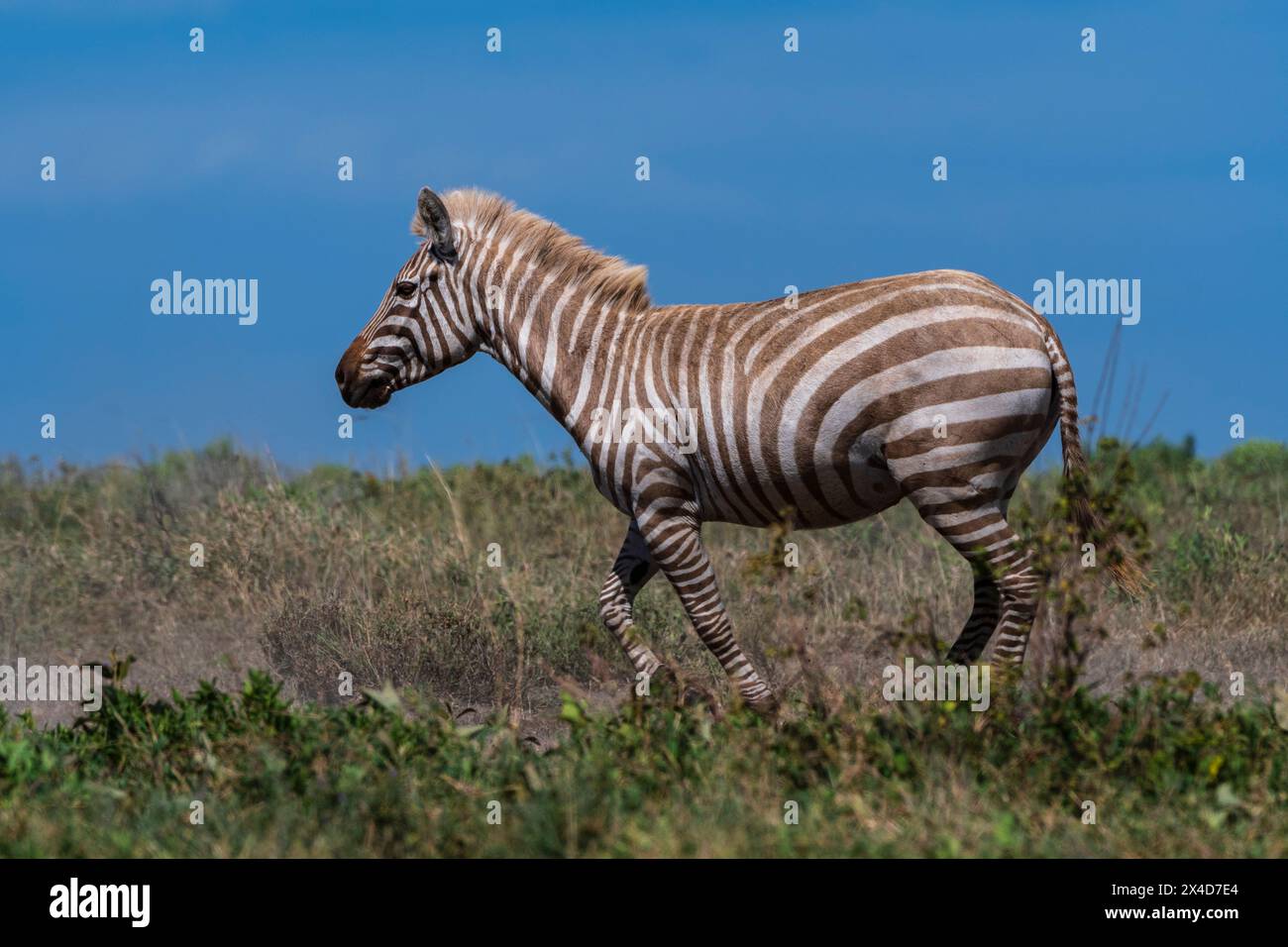 A rare amelanistic plains zebra, Equus quagga, in the Serengeti's ...