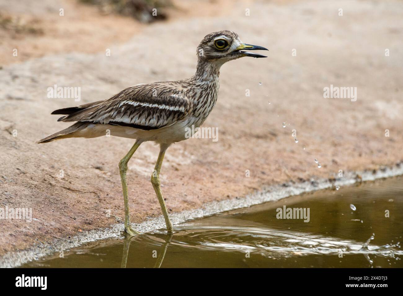 An Indian thick-knee, Burhinus indicus, drinking in India's Bandhavgarh ...