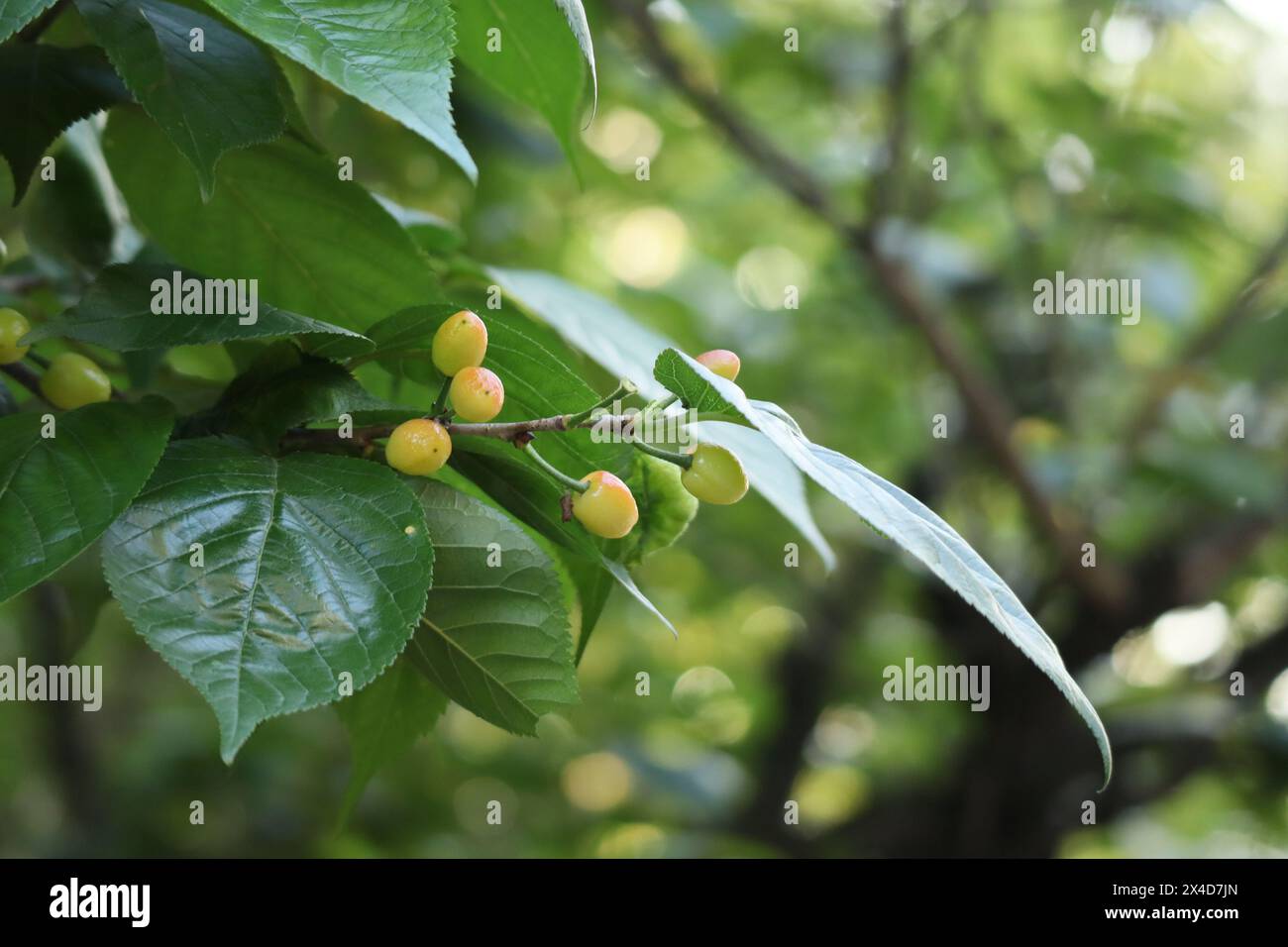 Close-up photos of immature green cherries on the branches of a cherry ...