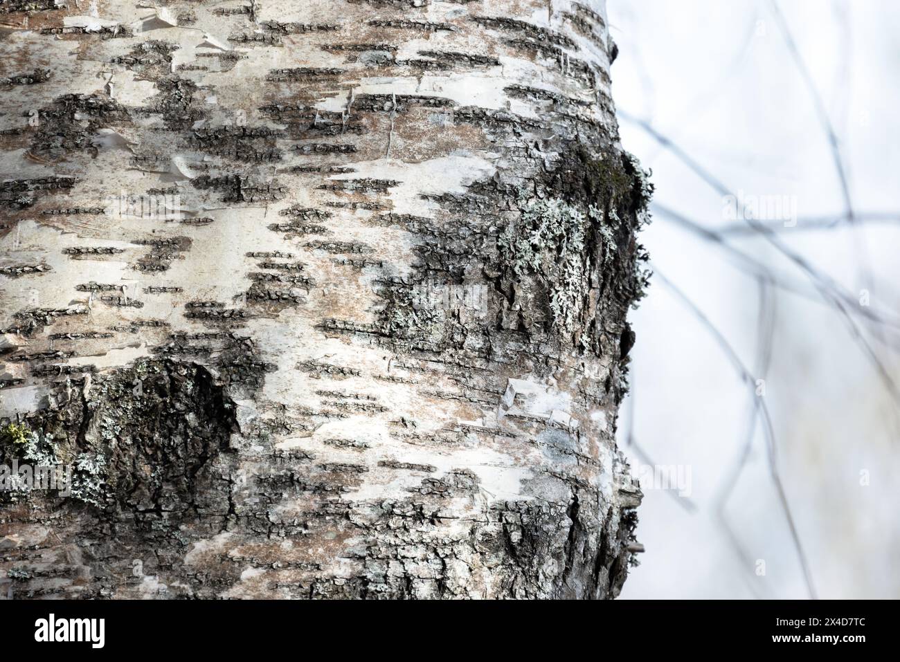 Bark of an old birch tree with lichen, natural photo background Stock Photo - Alamy