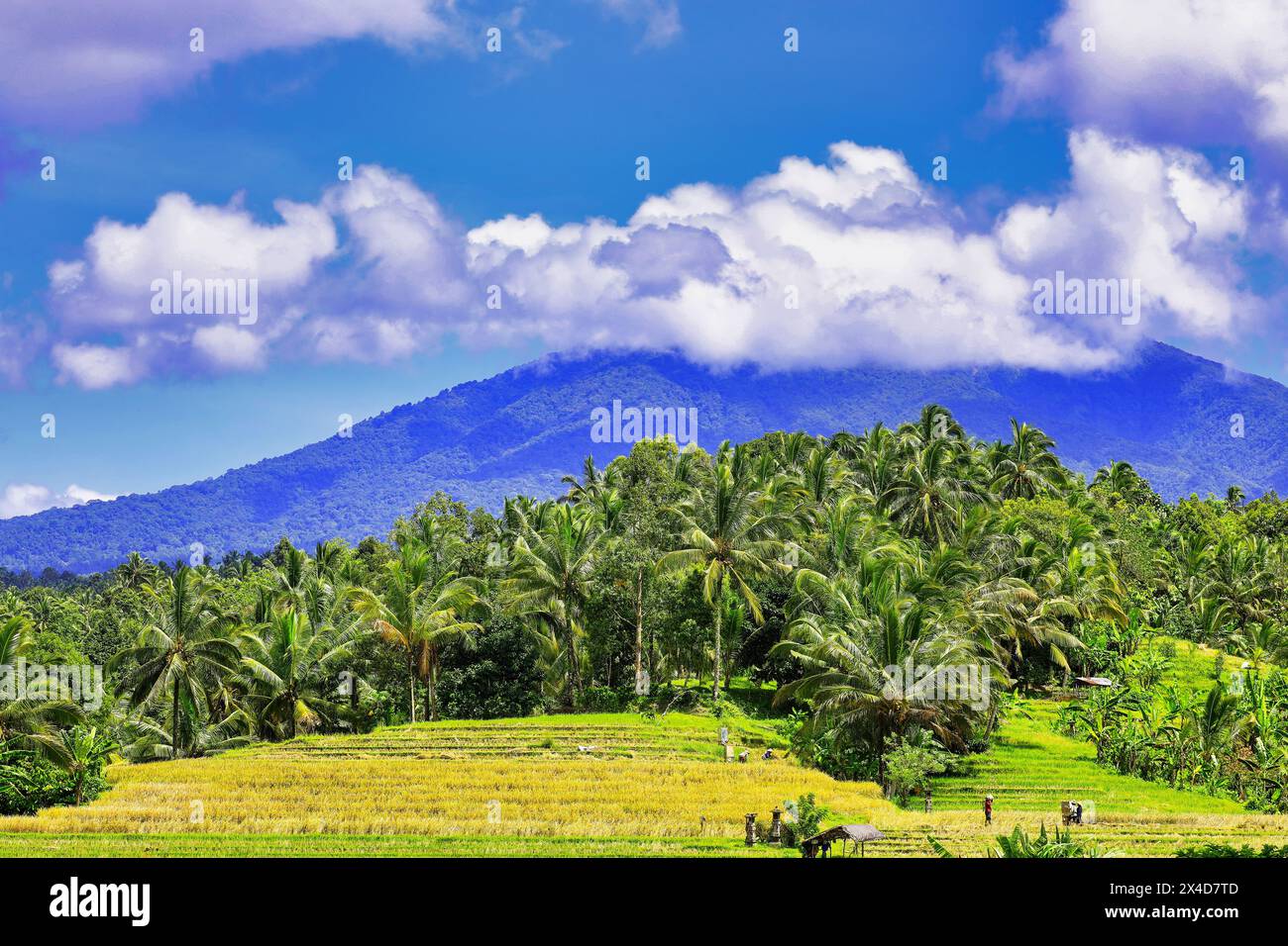 Palm trees growing wildly throughout the jungle forests of central Bali ...