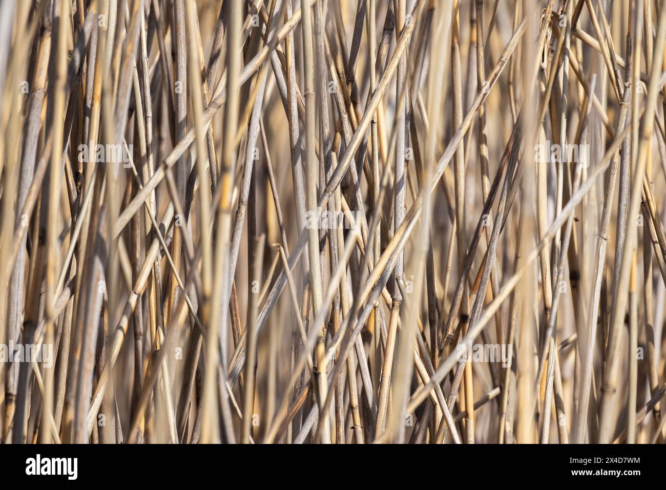 Dry coastal reed stems random pattern on a winter day, abstract natural ...