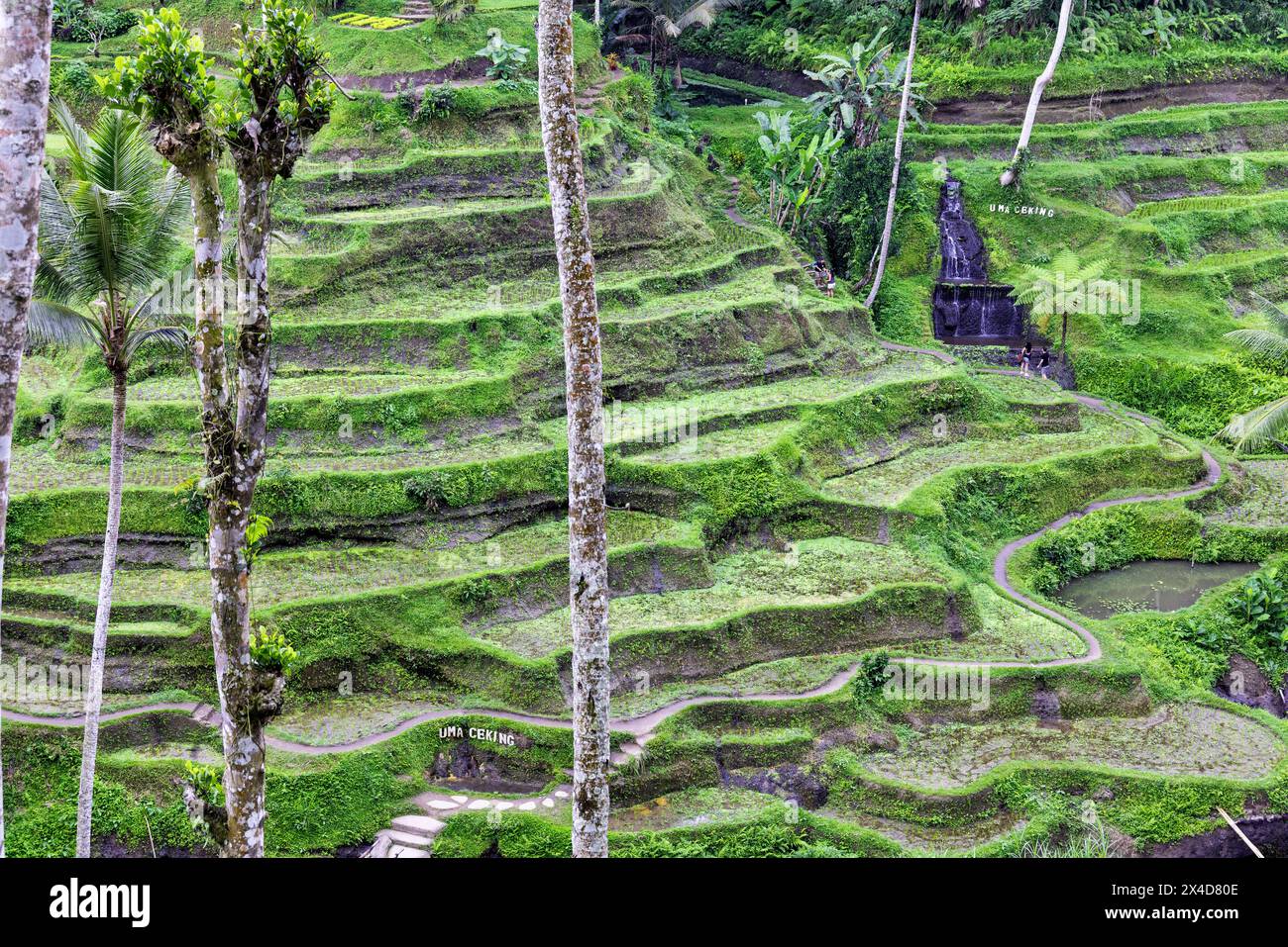 The magnificent Tegallalang Rice Terraces viewed from above in a forest ...