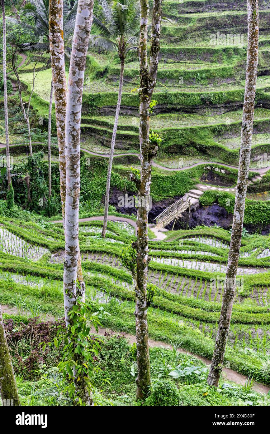 The magnificent Tegallalang Rice Terraces viewed from above in a forest ...