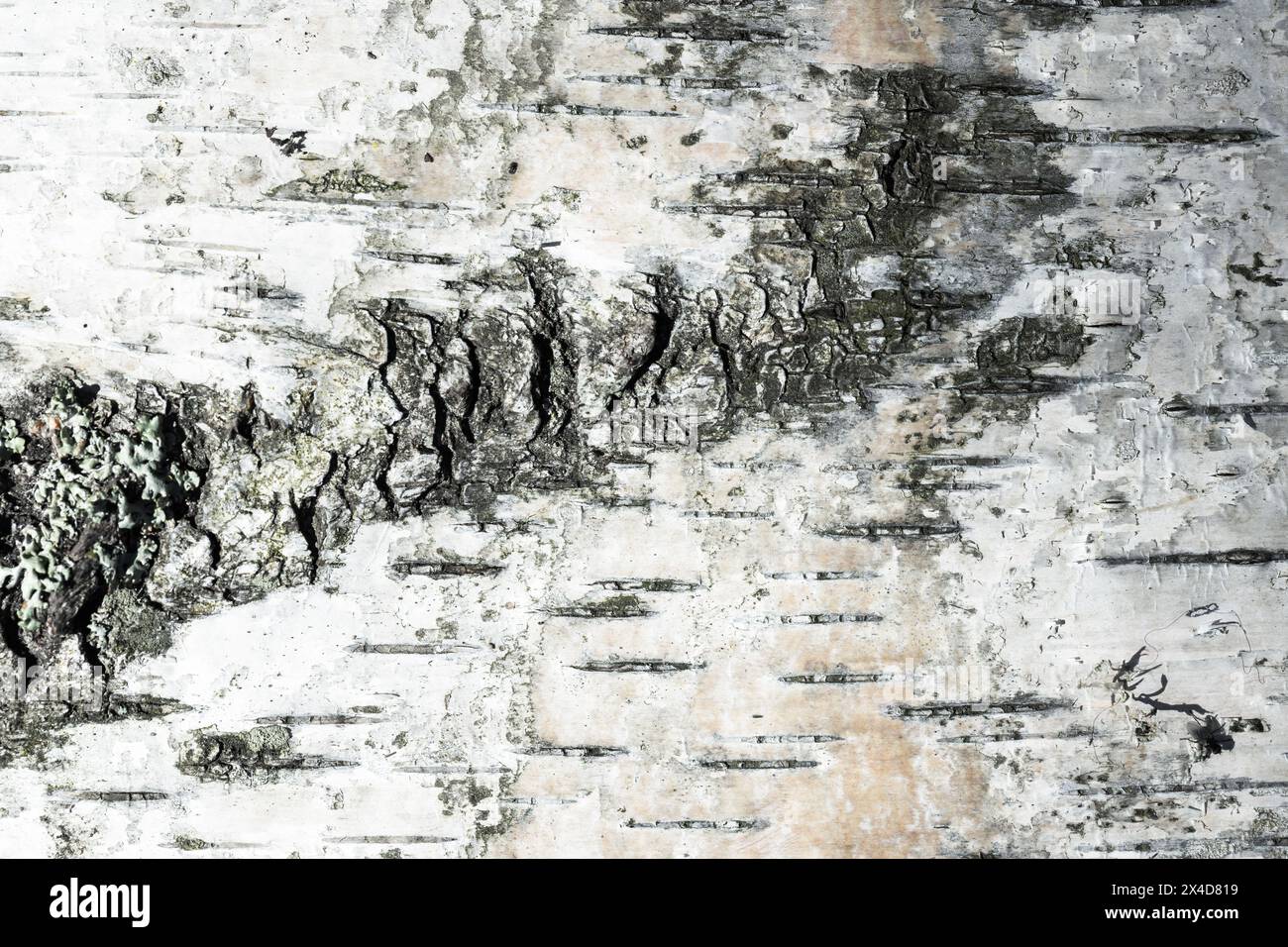 Old birch tree bark. Close-up detailed background photo texture Stock Photo - Alamy