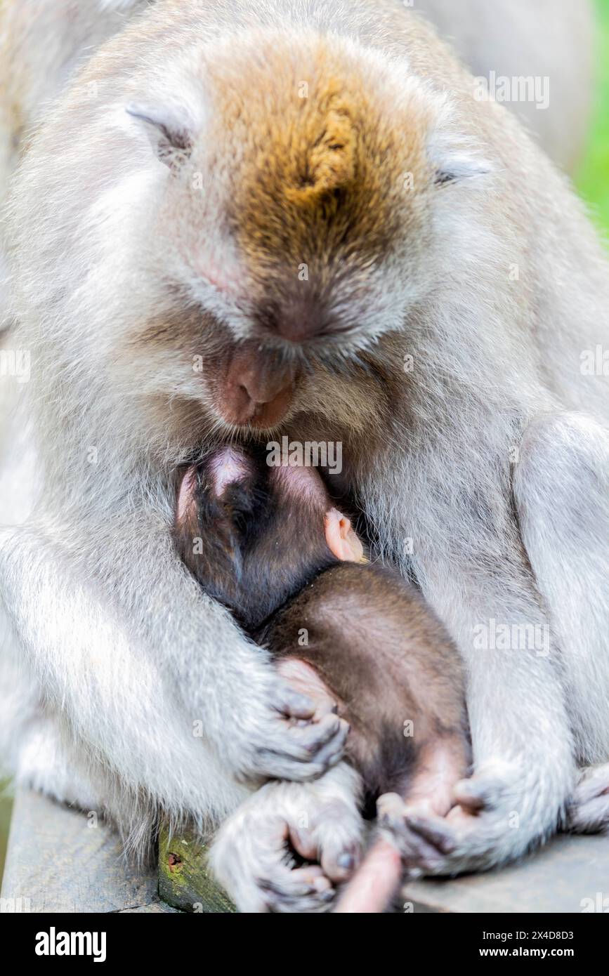 A Macaque monkey mother cuddles her baby in the Monkey Forest in Ubud ...