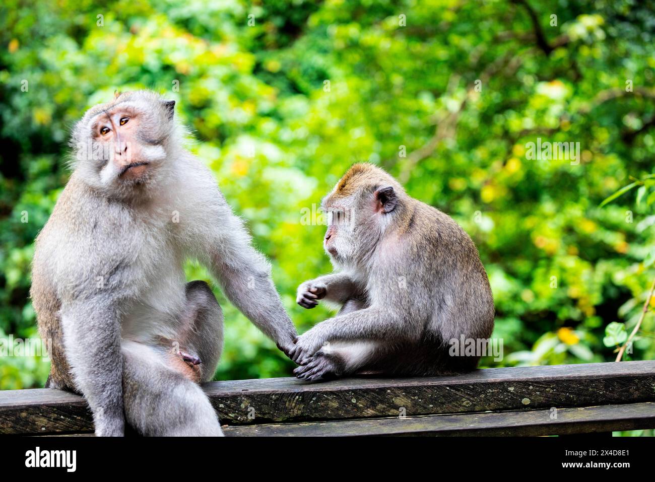 Macaque female monkey cleans male Macaque monkey Stock Photo - Alamy