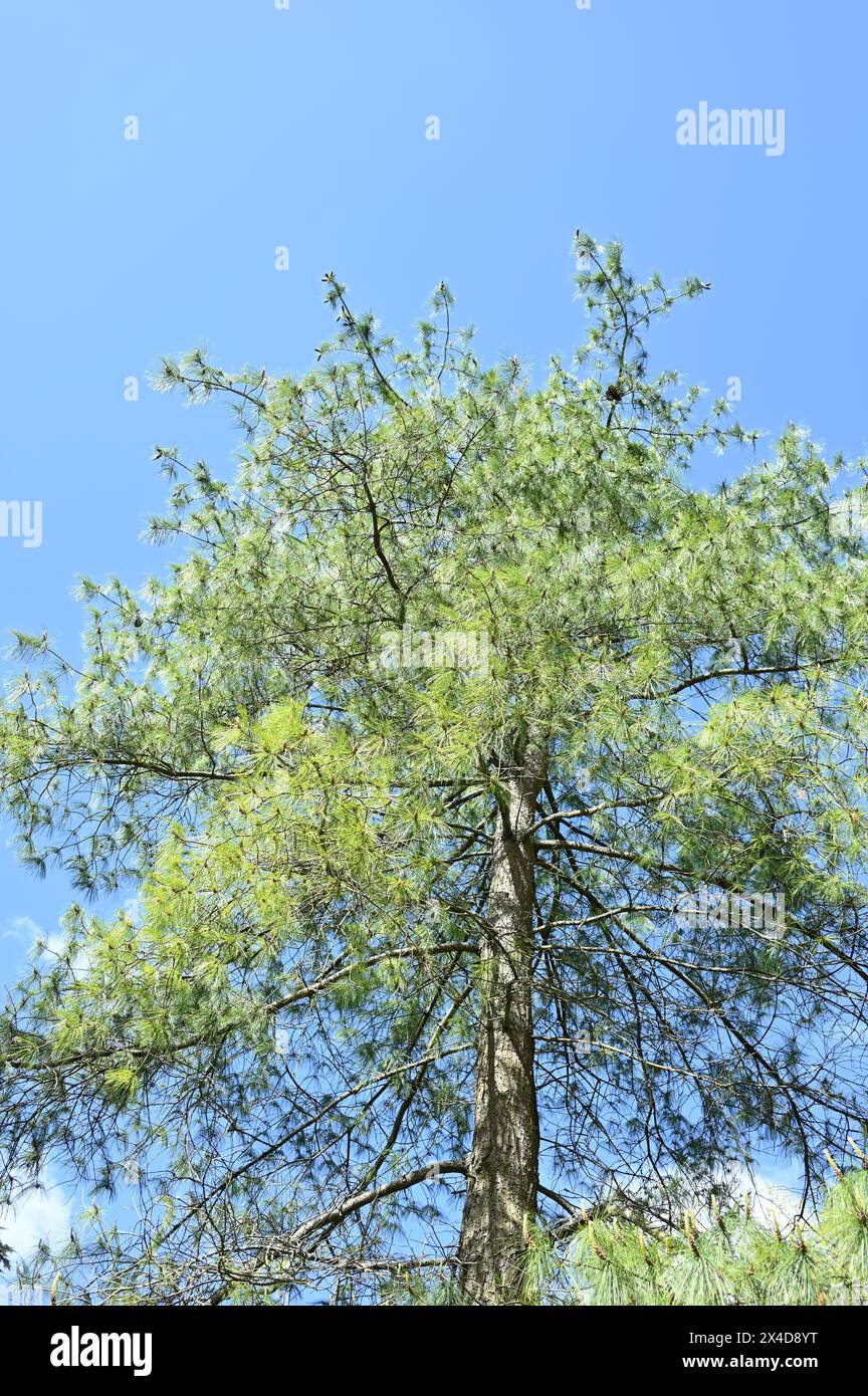 Fresh spring growth on Pinus wallichiana, or Bhutan pine tree UK April ...