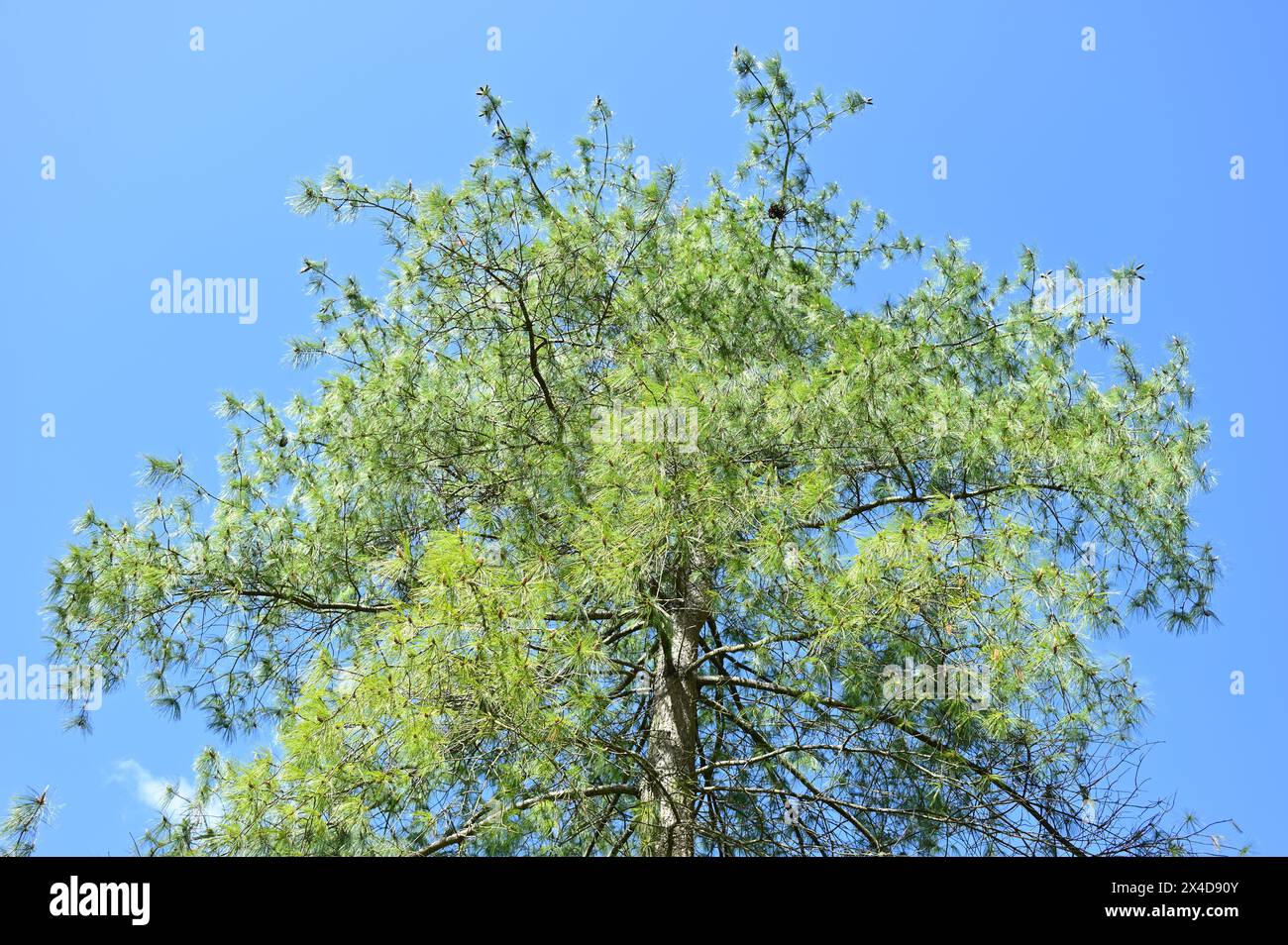 Fresh spring growth on Pinus wallichiana, or Bhutan pine tree UK April ...