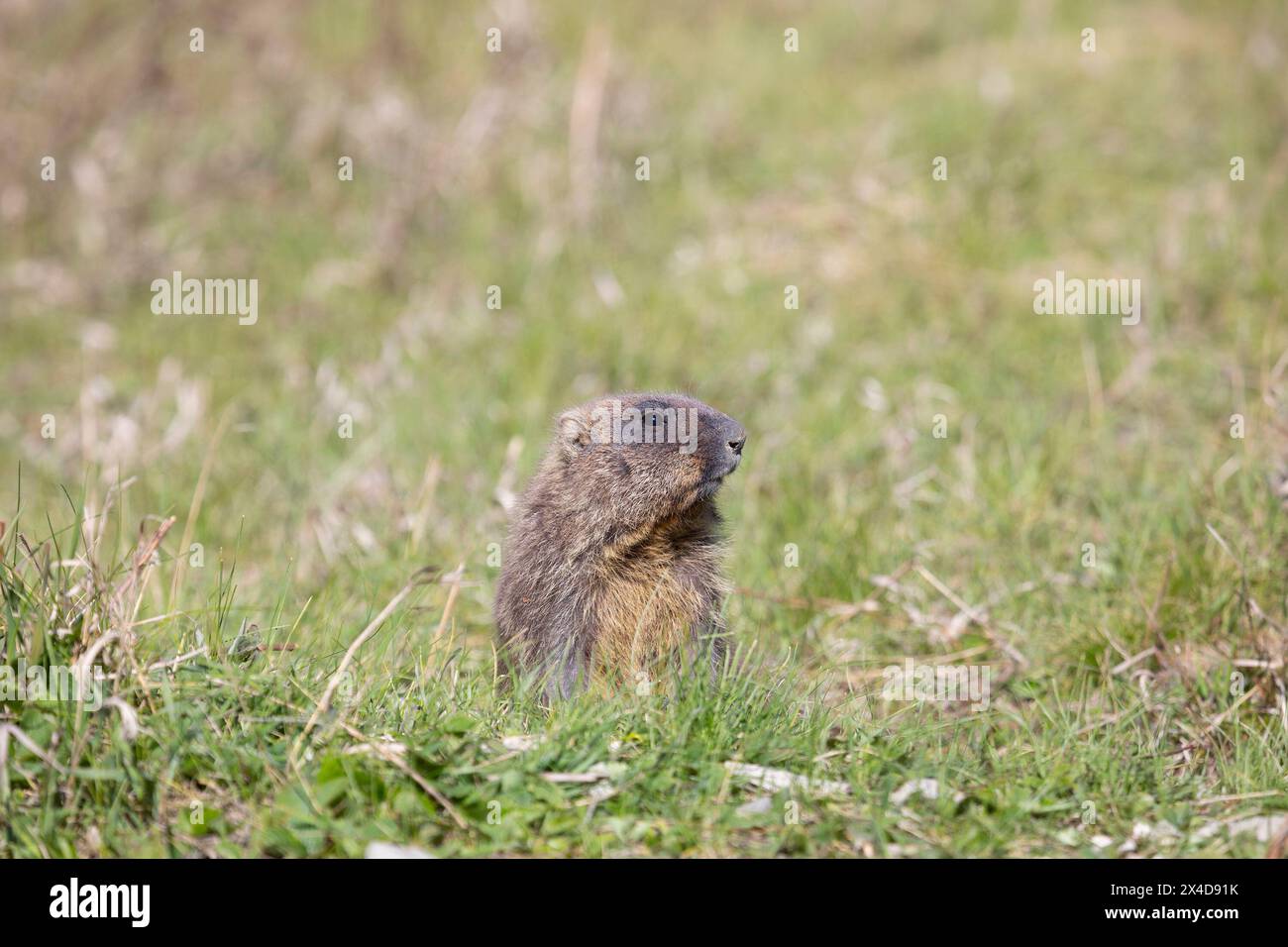 Bobak marmota bobak hi-res stock photography and images - Alamy