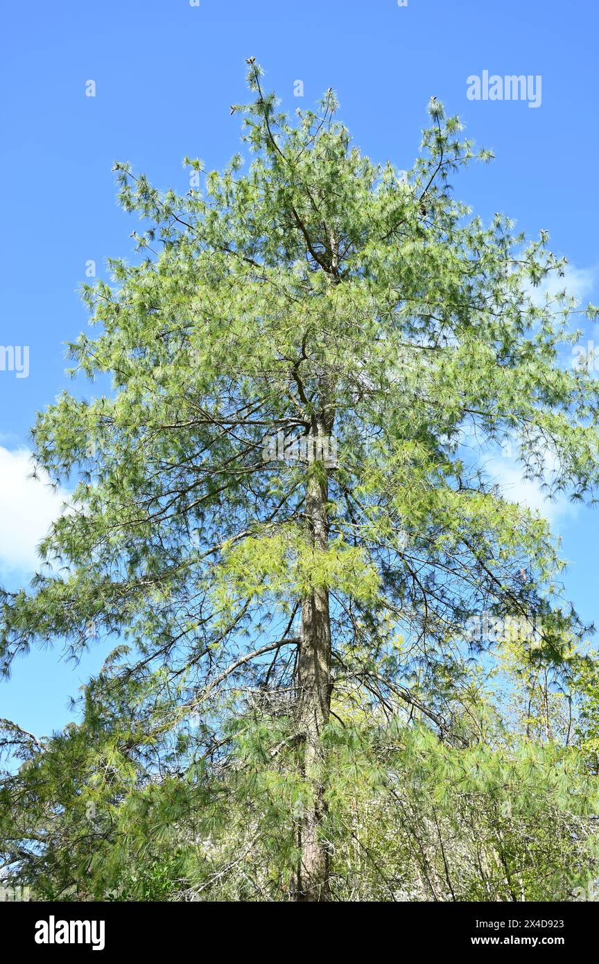Fresh spring growth on Pinus wallichiana, or Bhutan pine tree UK April ...