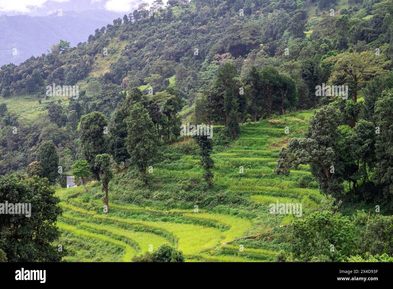 Nepal, Pokhara. Terraced rice field Stock Photo - Alamy