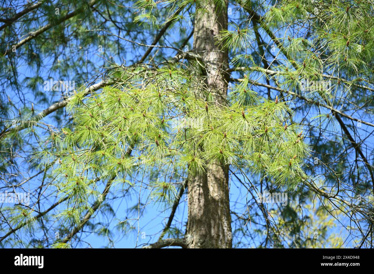 Fresh spring growth on Pinus wallichiana, or Bhutan pine tree UK April ...