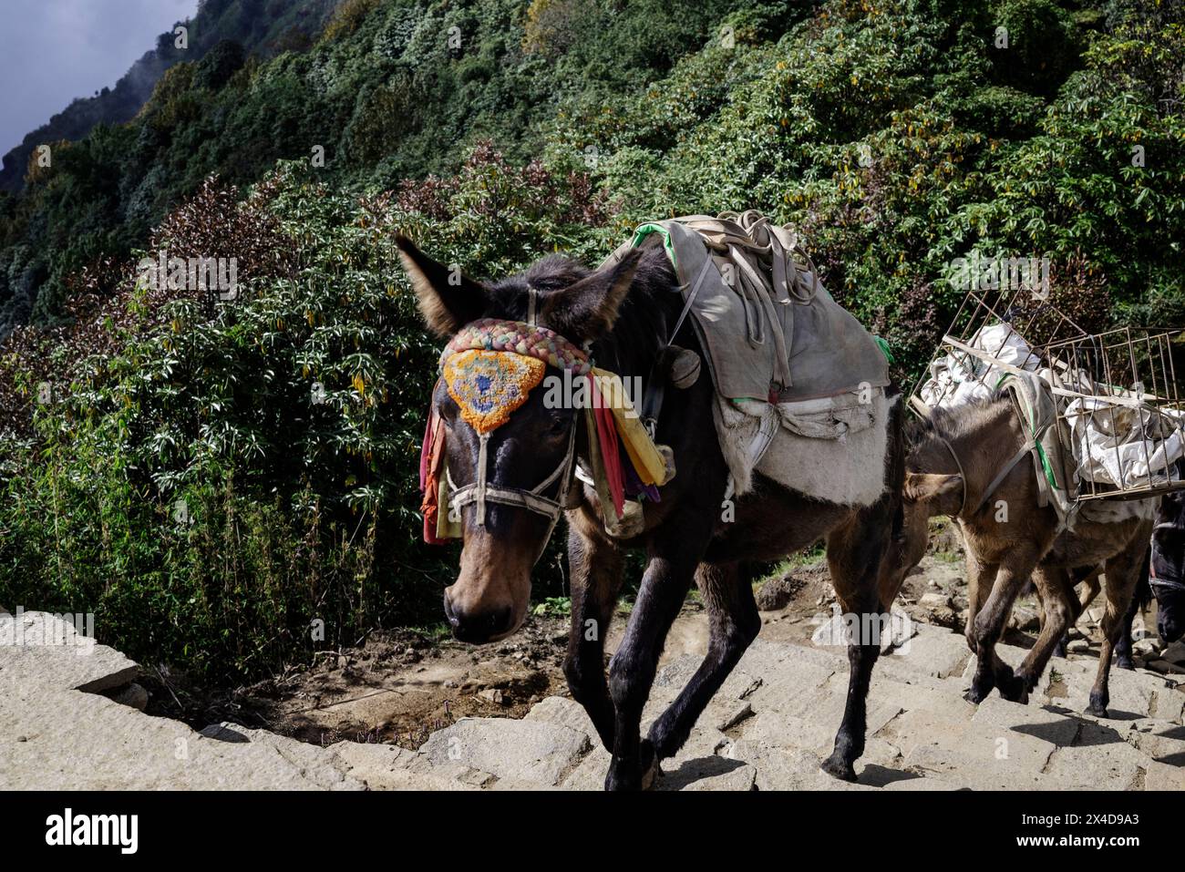 Nepal, donkeys carrying supplies up Mardi Himal Trek in the Annapurna ...