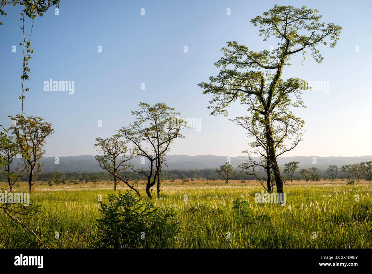 Asia nepal chitwan national hi-res stock photography and images - Alamy