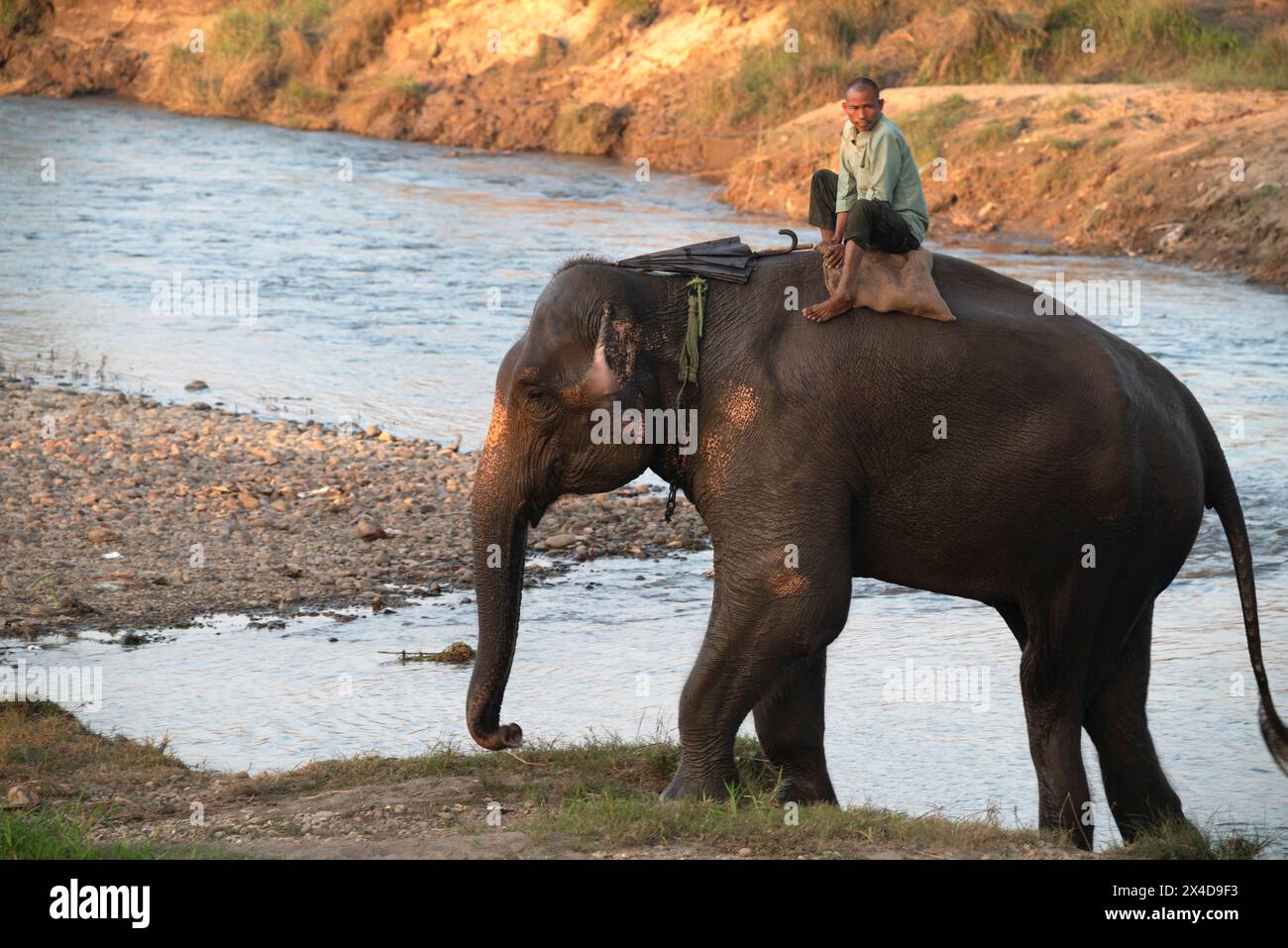 Asia, Nepal, Sauraha. Elephant trainer riding non-working rescued Asian ...