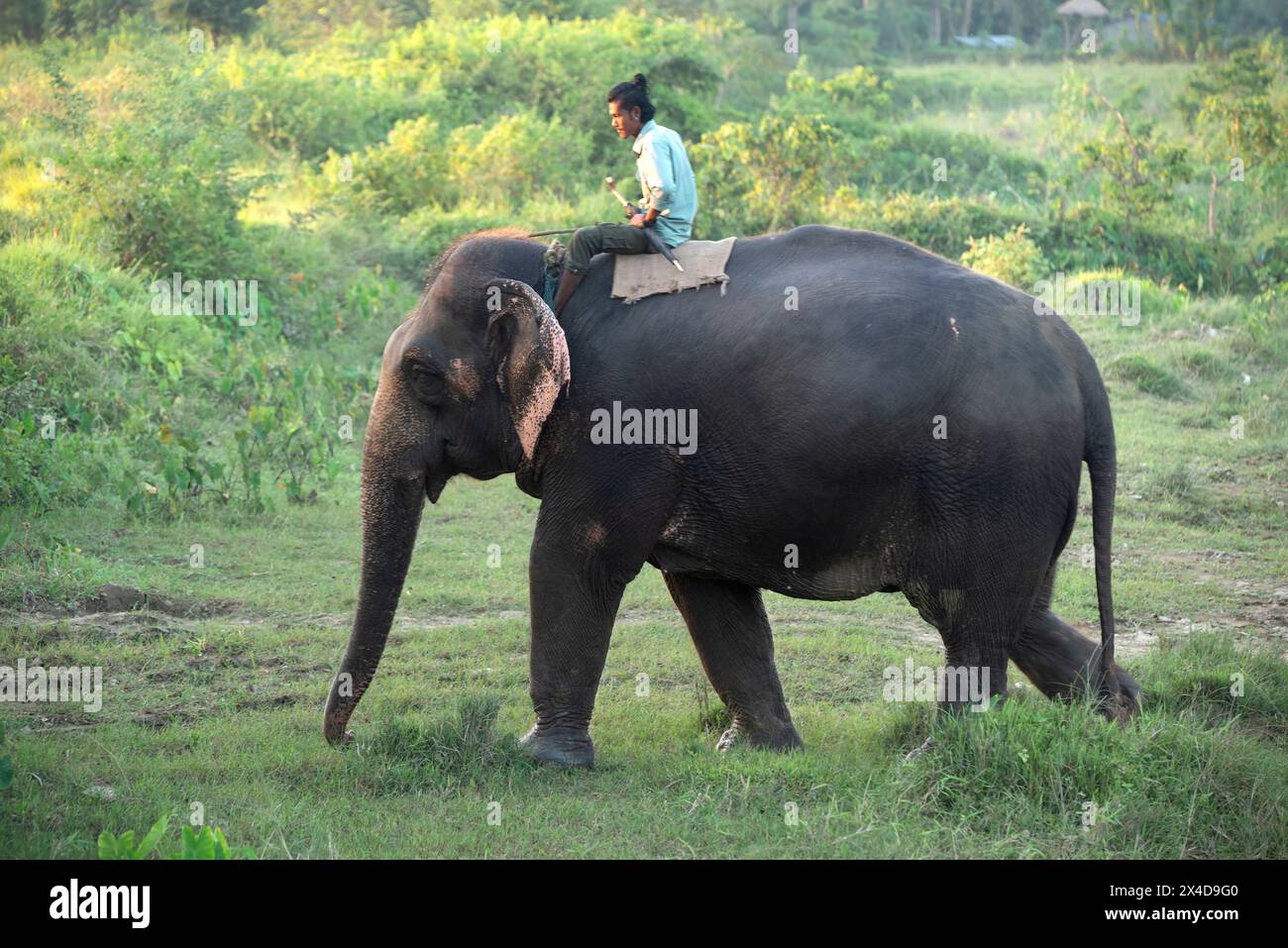 Asia, Nepal, Sauraha. Trainer riding rescued, non-working Asian ...