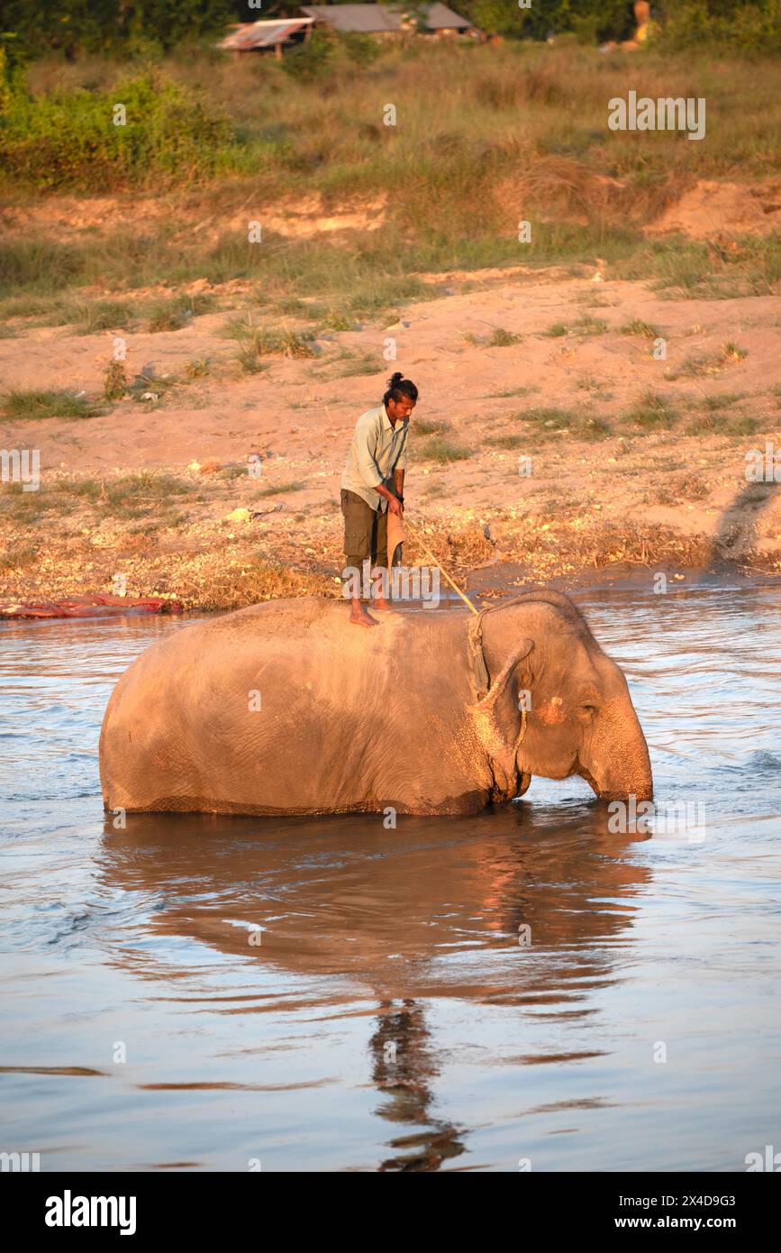 Asia, Nepal, Sauraha. Caretaker coaxing Asian elephant to bathe in the ...