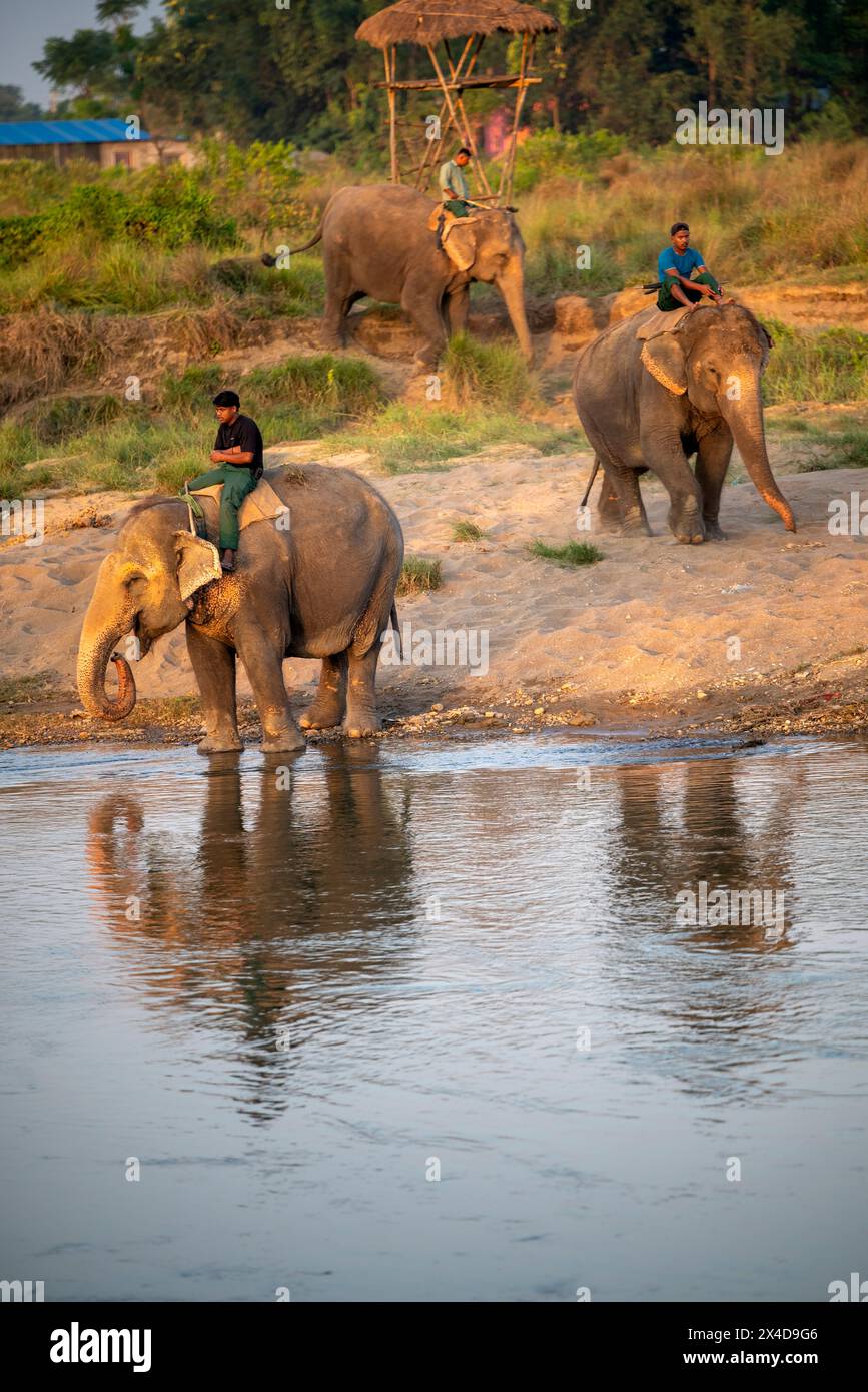 Asia, Nepal, Sauraha. Caretakers taking rescued non-working Asian ...