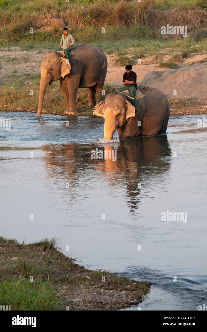 Asia, Nepal, Sauraha. Caretakers taking rescued non-working Asian ...