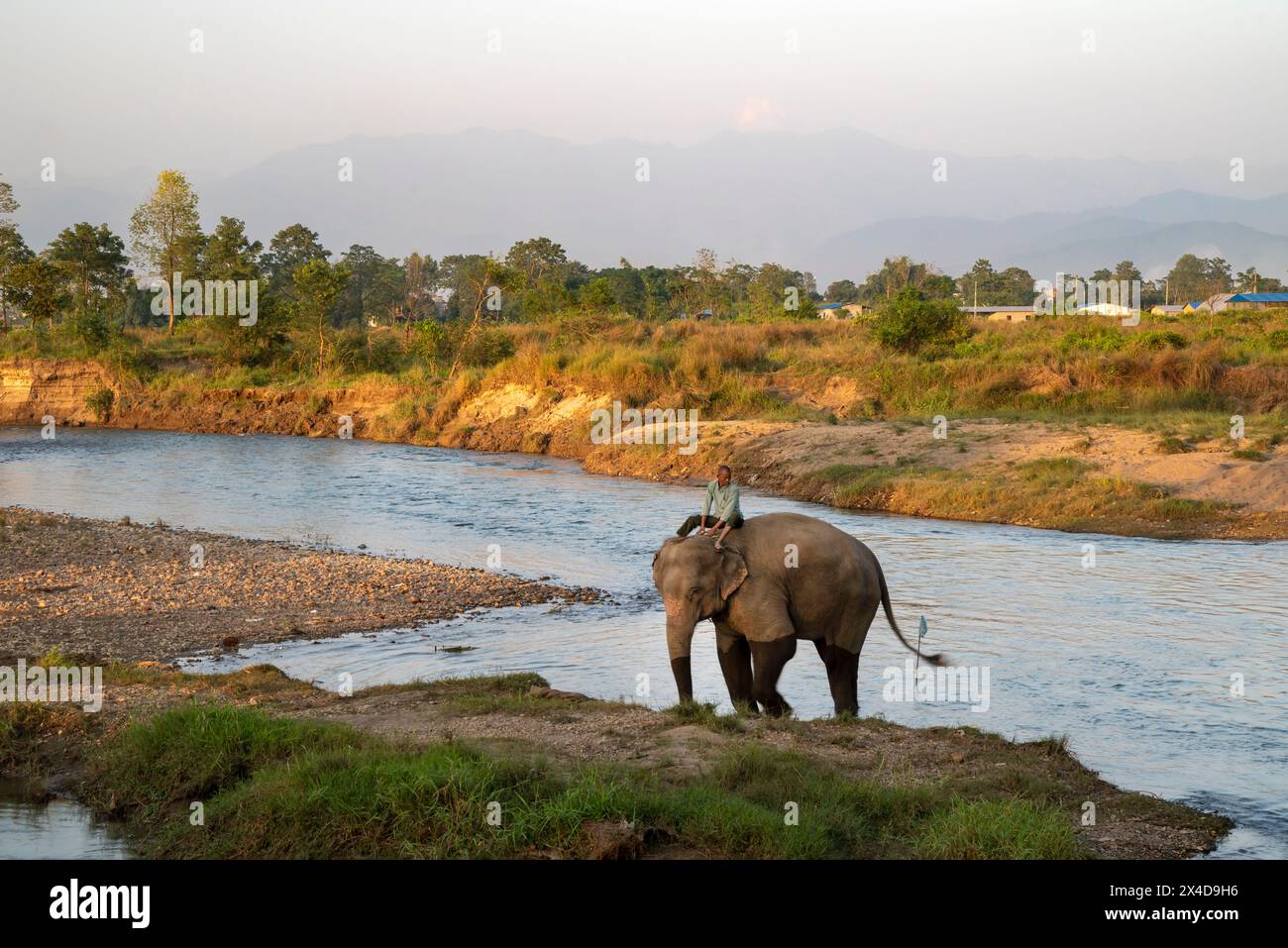 Asia, Nepal, Sauraha. Asian elephant coming out of the Budhi Rapti ...