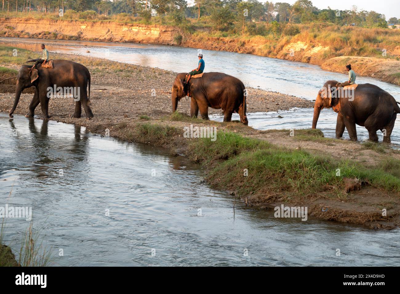 Asia, Nepal, Sauraha. Caretakers taking rescued non-working Asian ...
