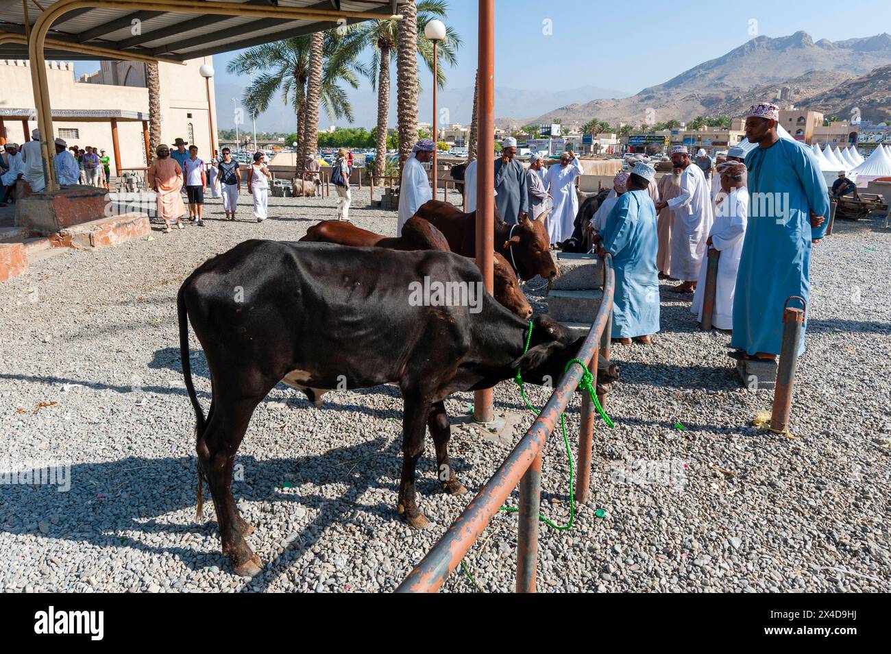 Cows for sale in the livestock arena of the market in Nizwa, Oman ...