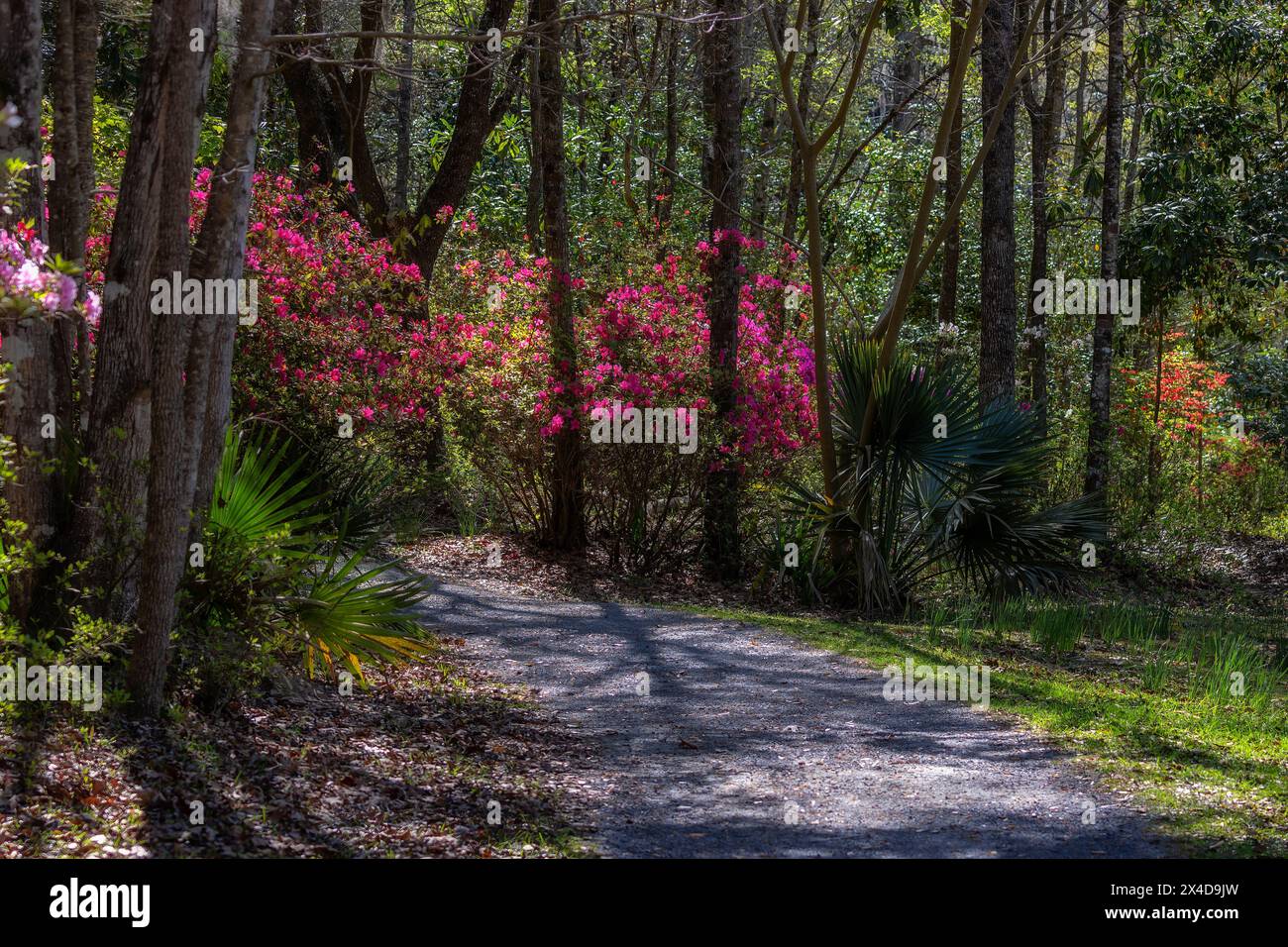 Footpath lined with trees and Azalea bushes in the Cypress Gardens in ...