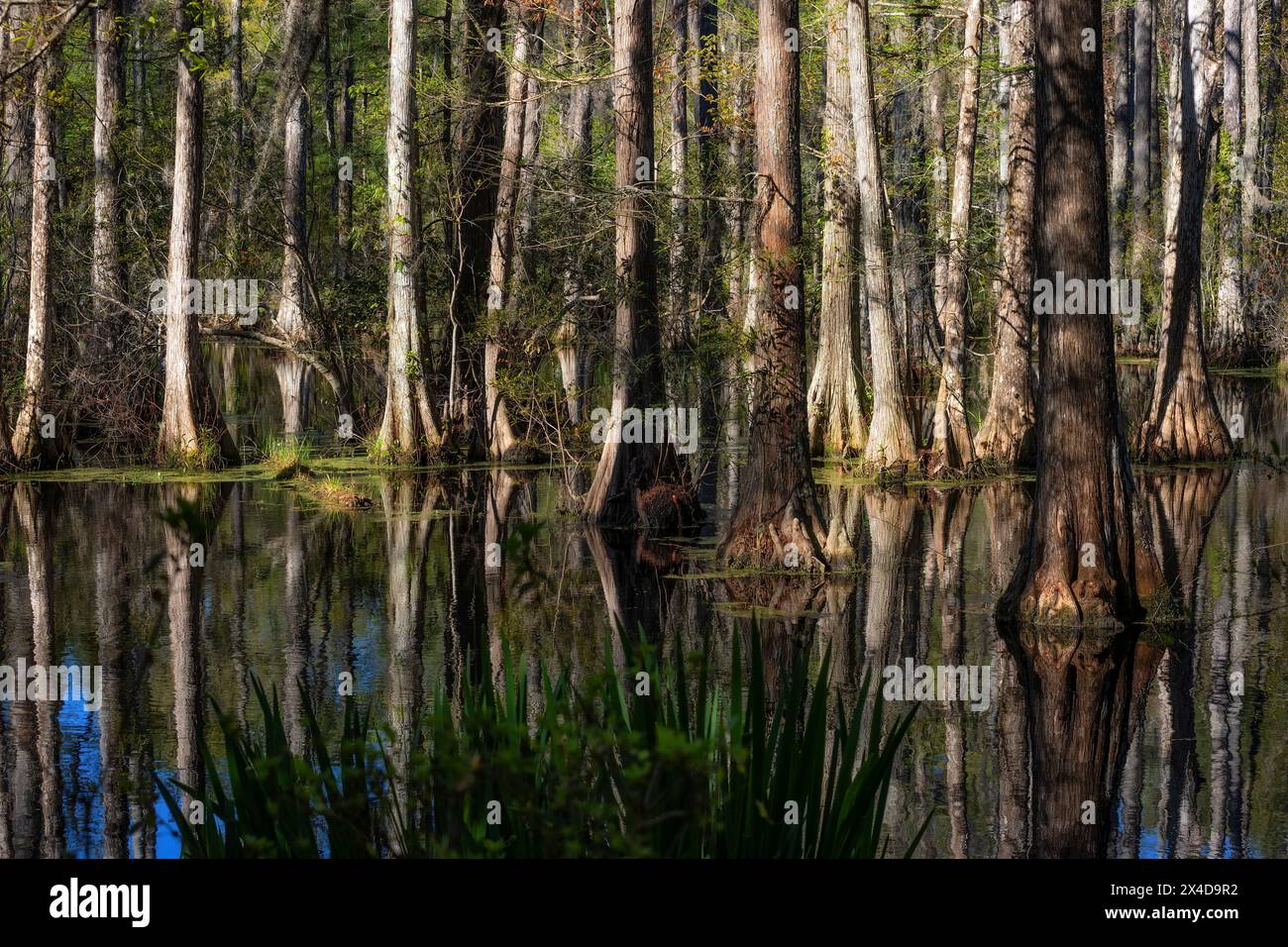 Views of Cypress trees in a swamp at the Cypress Gardens in Moncks ...