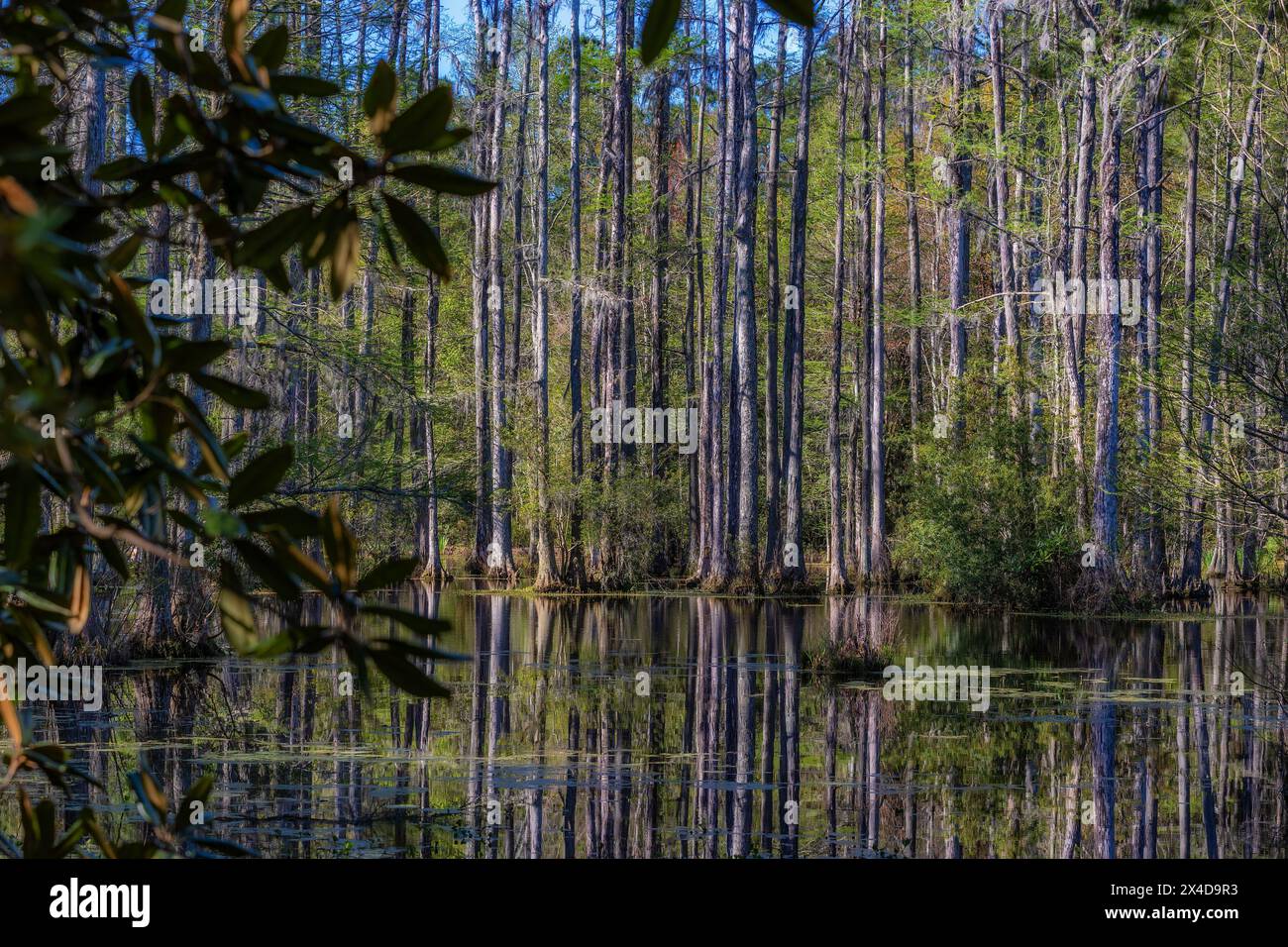 Views of Cypress trees in a swamp at the Cypress Gardens in Moncks ...