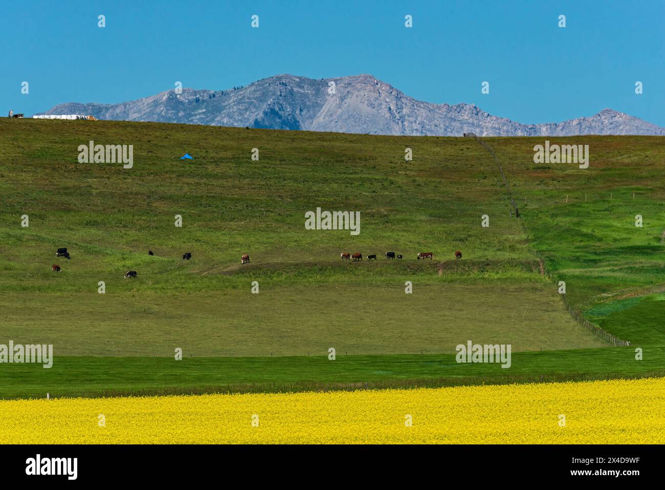 Canada, Alberta. Canola crop and cattle on prairie Stock Photo - Alamy