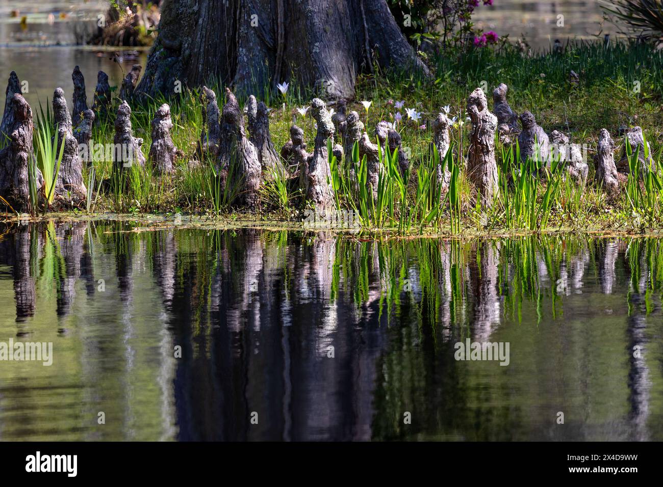 Body in swamp hi-res stock photography and images - Alamy