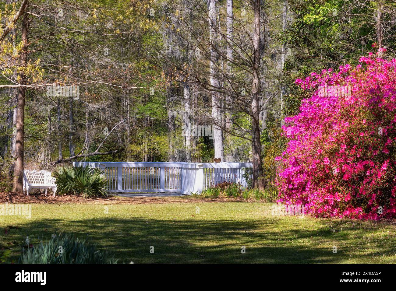 Landscape view of a white dock and Azalea blooming bush in the Cypress ...