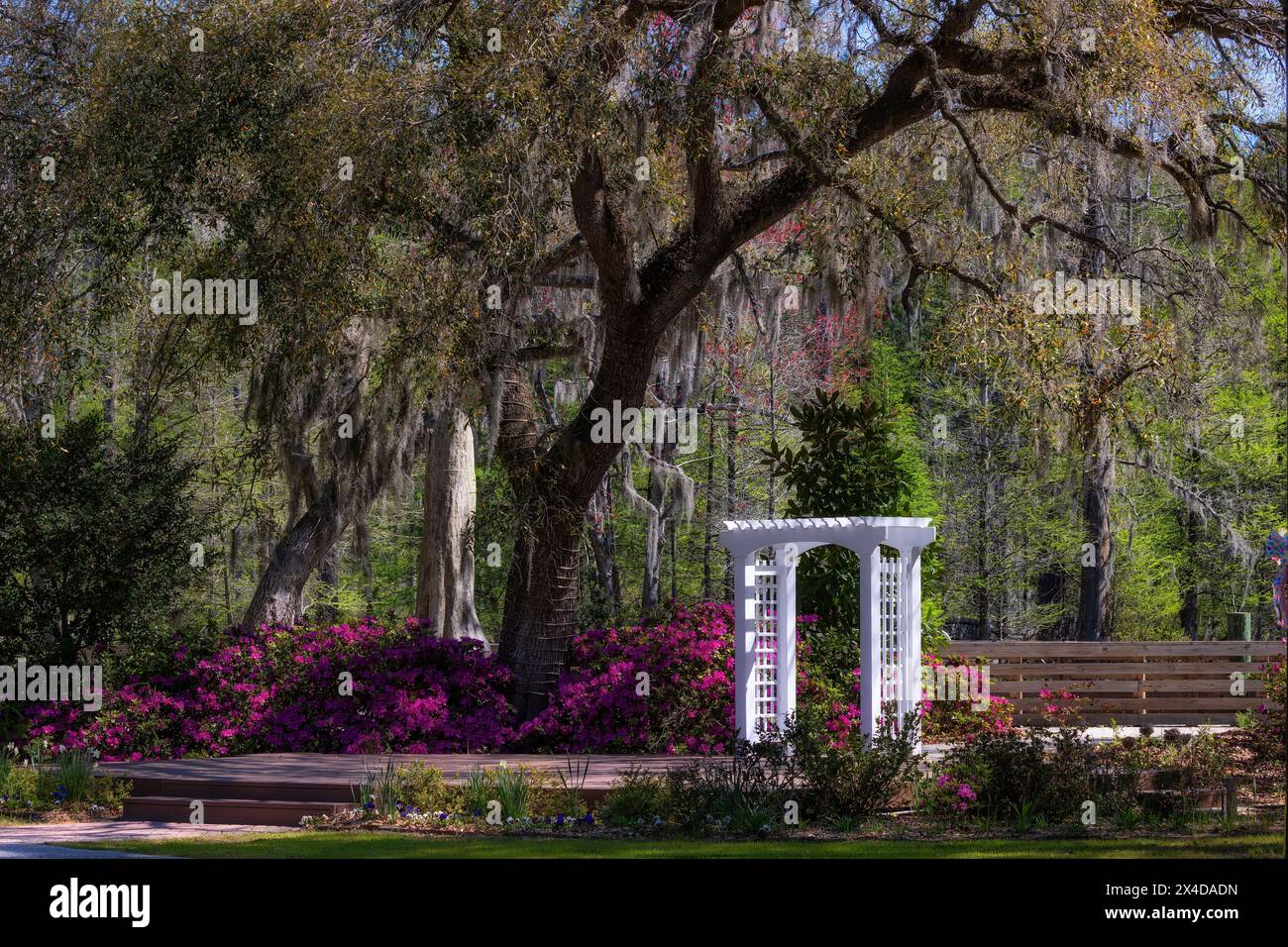 A white arbor and blooming azalea bushes sits under an oak tree with ...