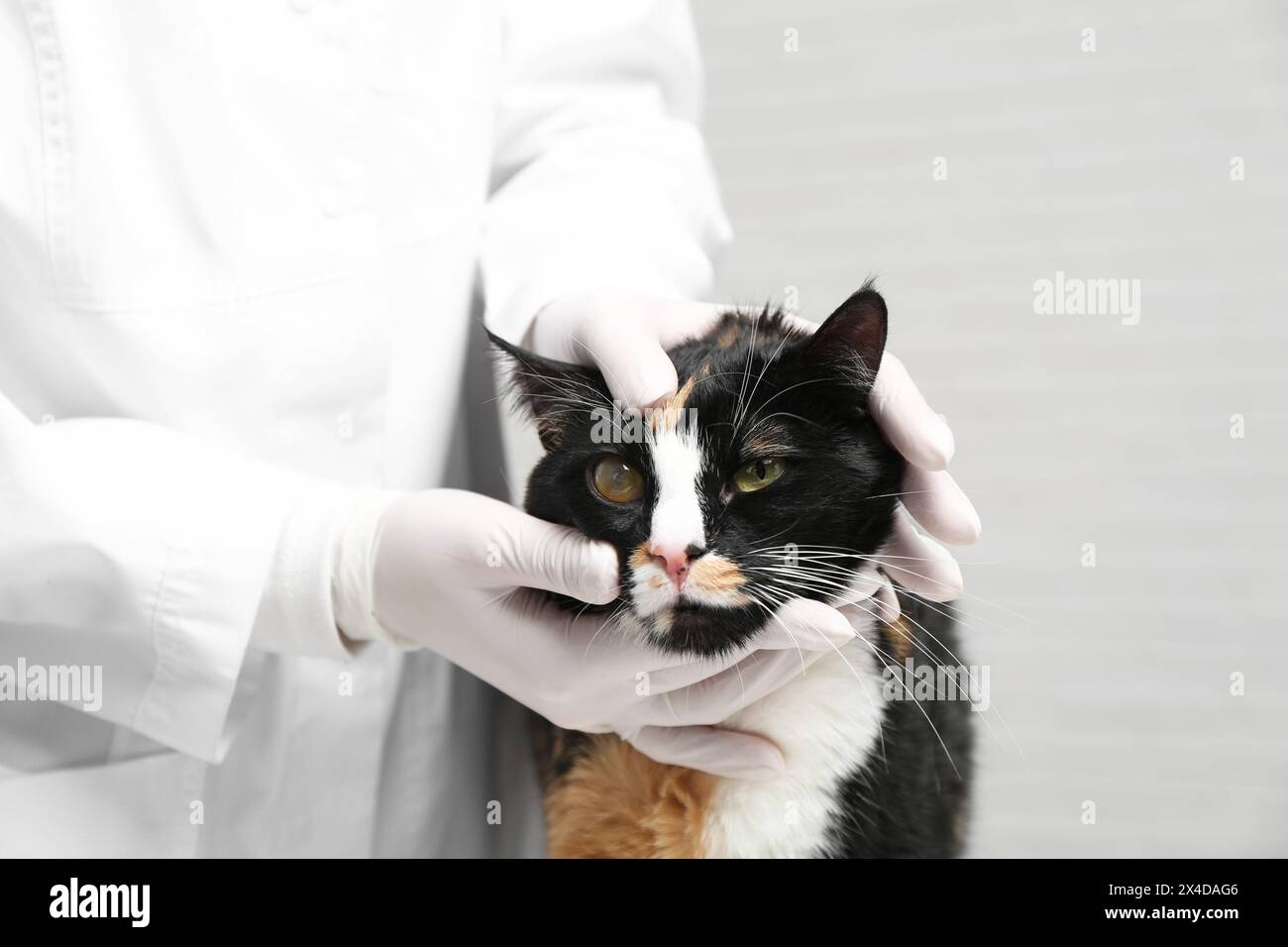 Veterinarian examining cute cat with corneal opacity on blurred ...