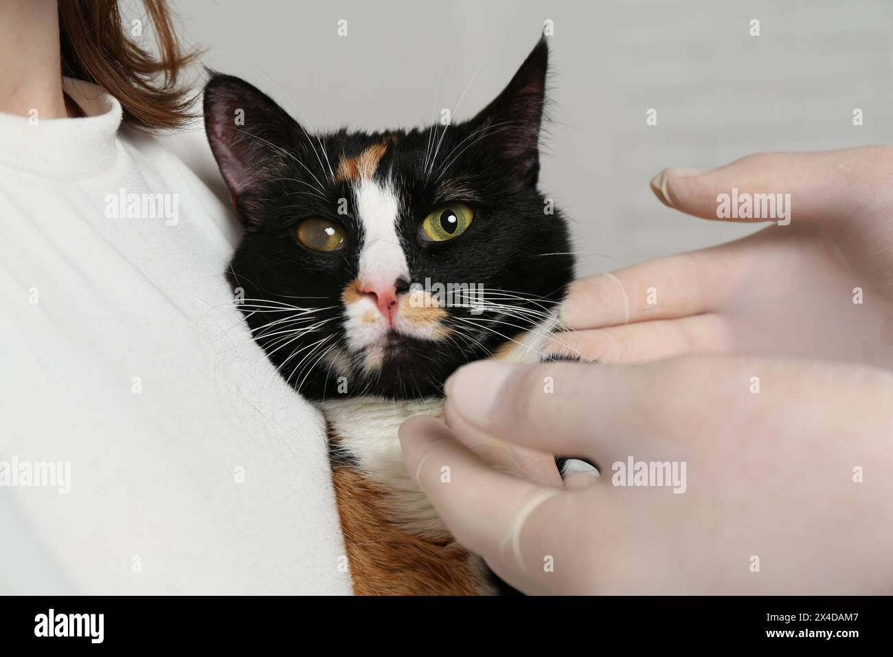 Veterinarian examining cute cat with corneal opacity on blurred background, closeup Stock Photo ...