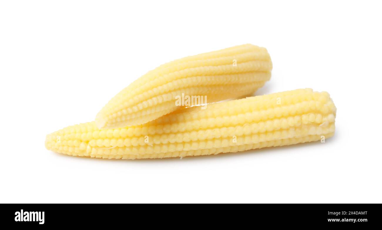 Fresh sweet corns on Cut Out Stock Images & Pictures - Alamy