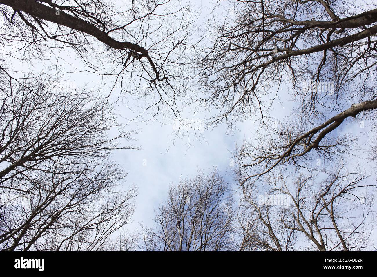 Plant reaching light hi-res stock photography and images - Alamy