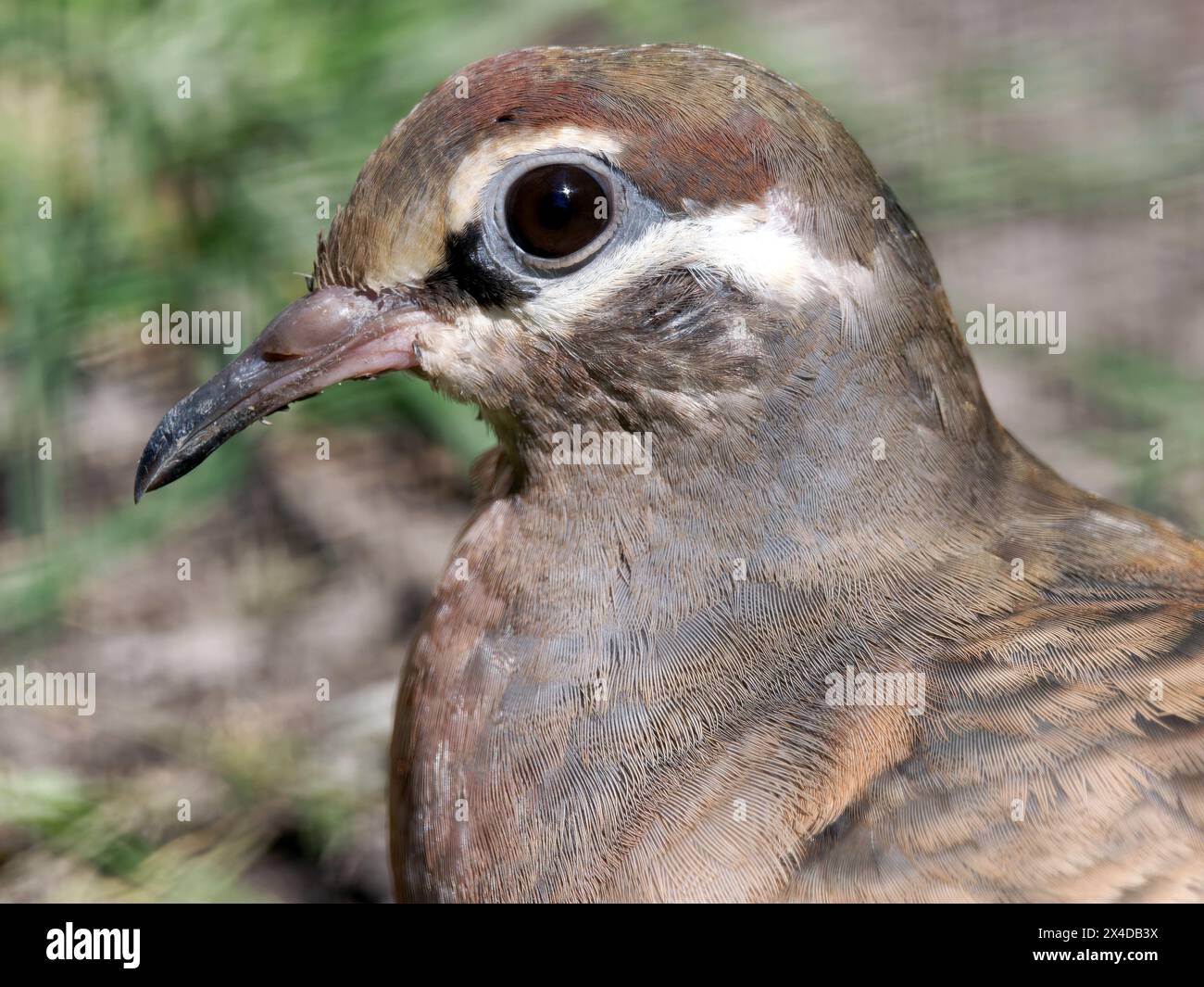 Common bronzewing, Bronzeflügeltaube, Colombine lumachelle, Phaps ...