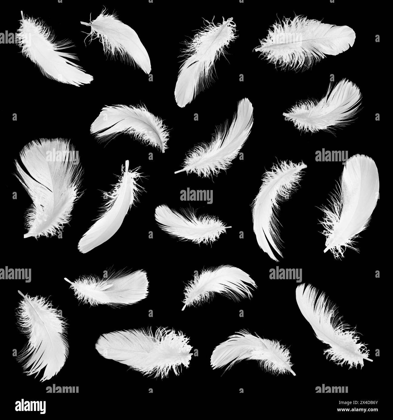 Feathers falling bird Black and White Stock Photos & Images - Alamy