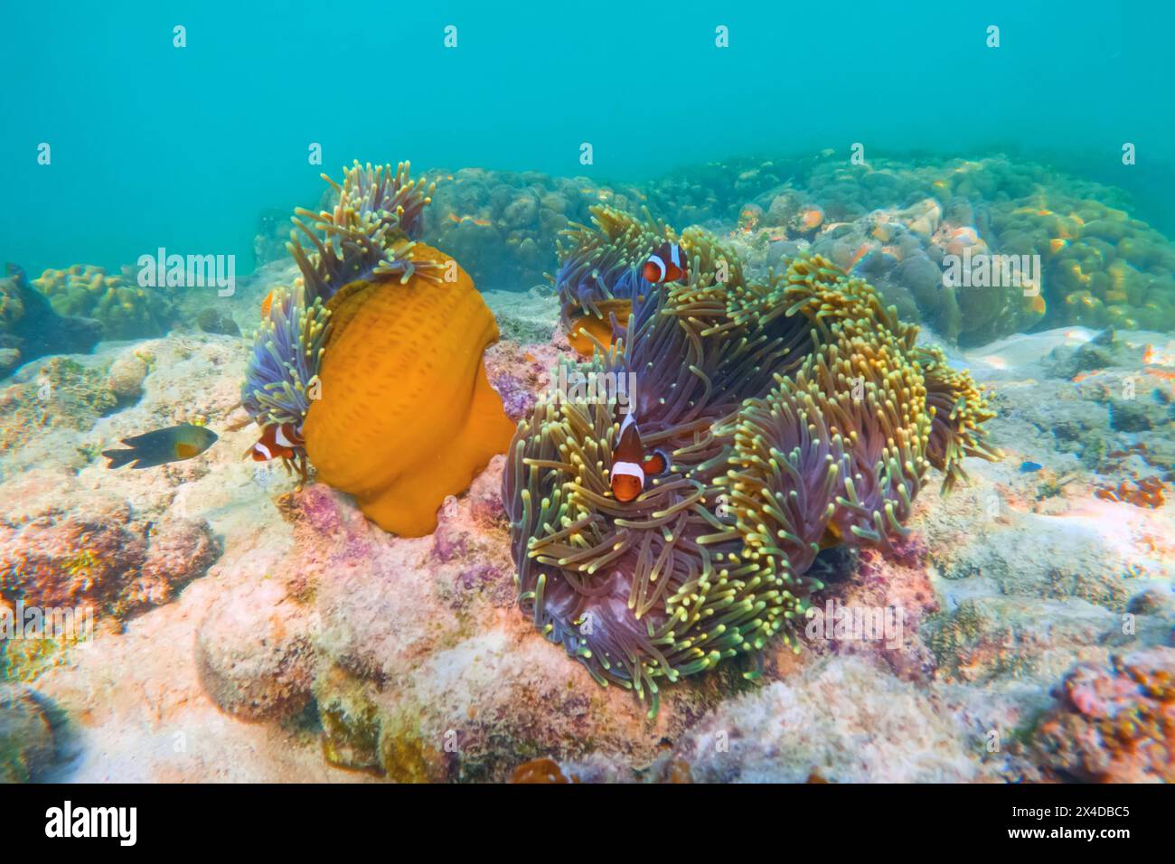 Clown fish Amphiprion ocellaris swim fish in polyps poisonous dangerous ...