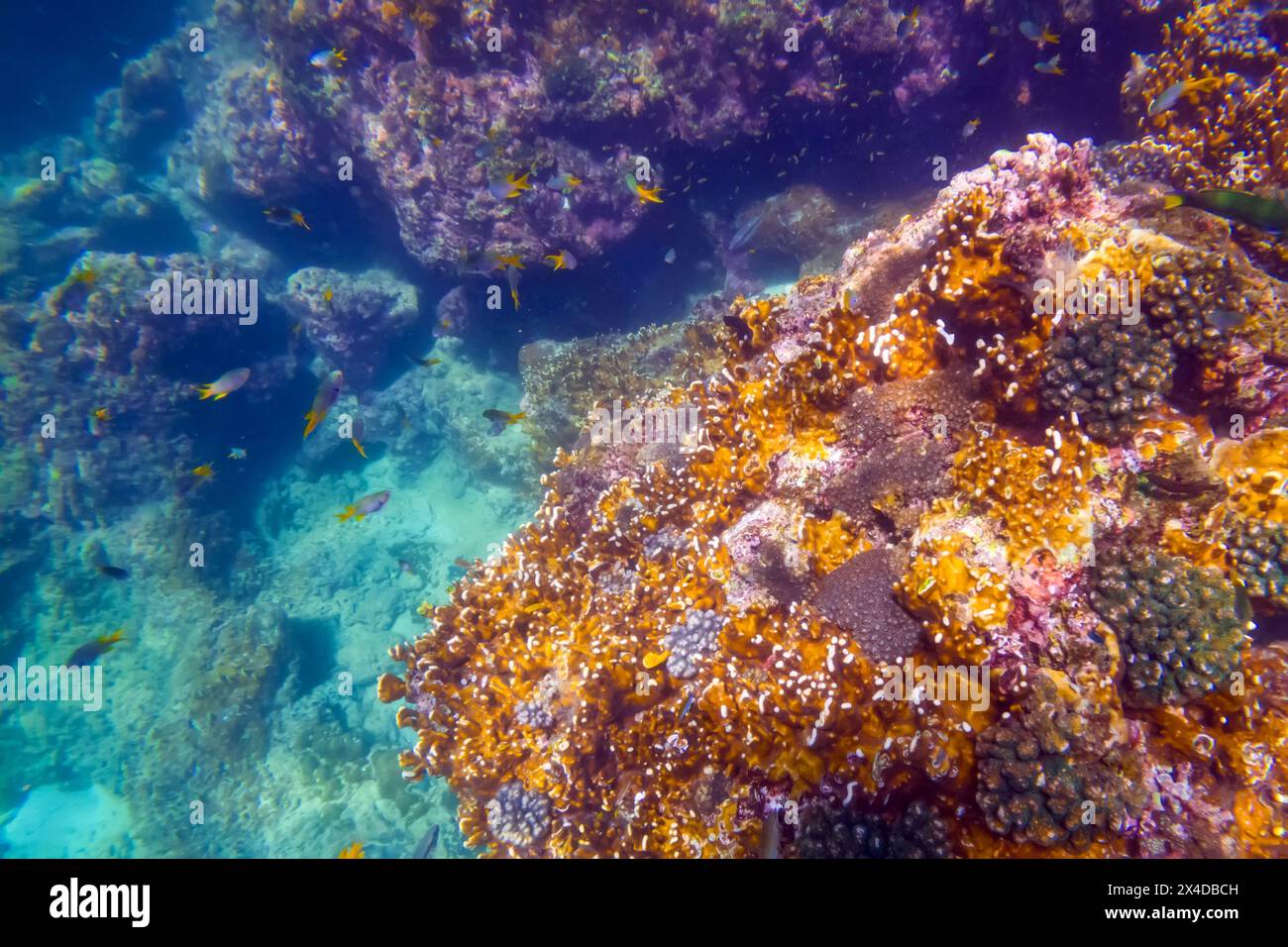 Vibrant underwater landscape showcasing a prominent coral with a fish ...