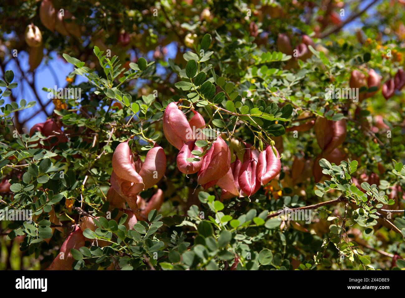 Red boxes with seeds on a tree. Bubble tree Stock Photo - Alamy