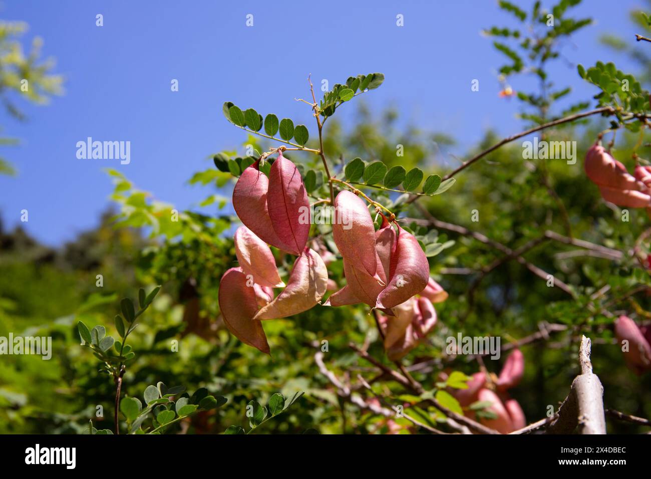Red boxes with seeds on a tree. Bubble tree Stock Photo - Alamy