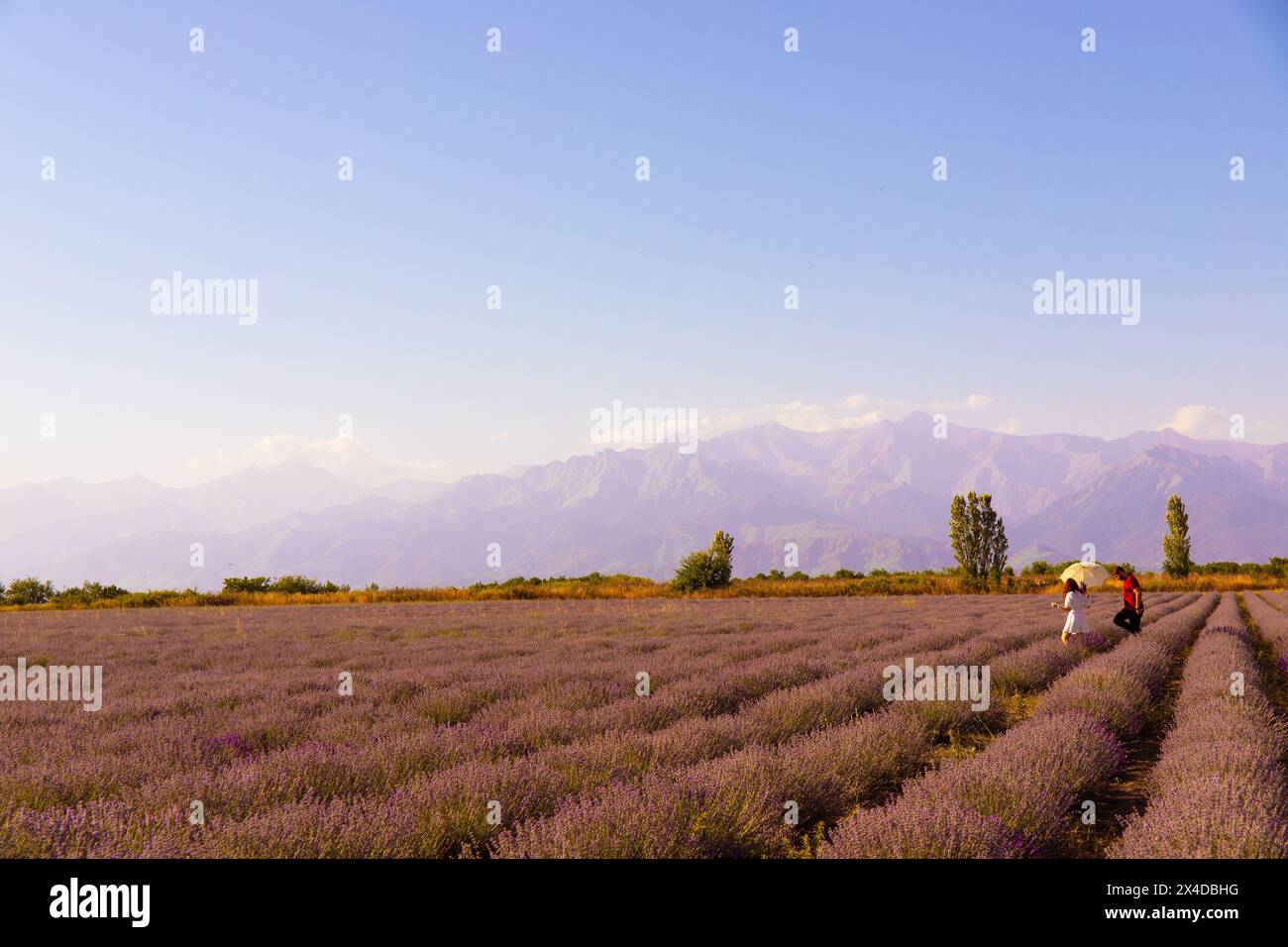 Lavender and blue color hi-res stock photography and images - Alamy