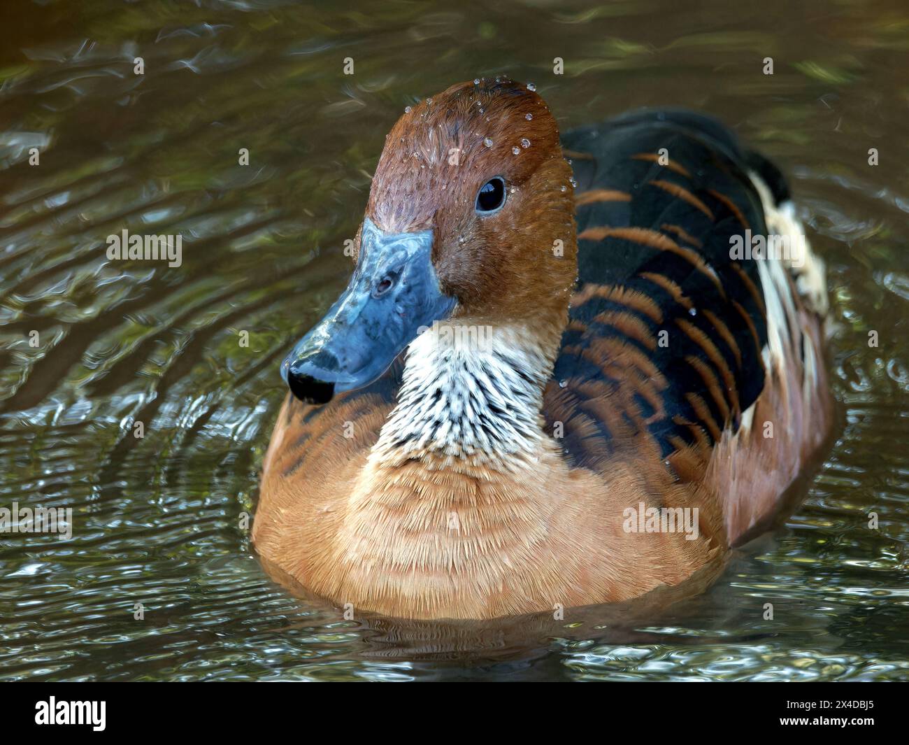 Fulvous whistling duck, fulvous tree duck, Gelbe Pfeifgans, Dendrocygne ...