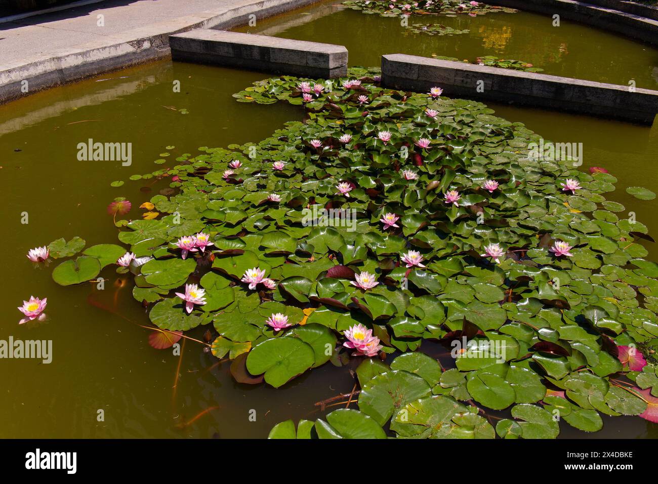 Water lilies in the pool of the botanical garden Stock Photo - Alamy