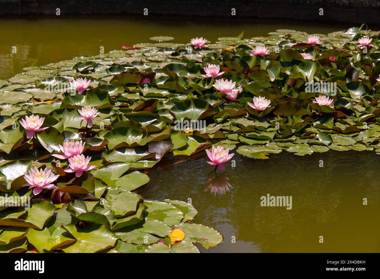 Water lilies in the pool of the botanical garden Stock Photo - Alamy
