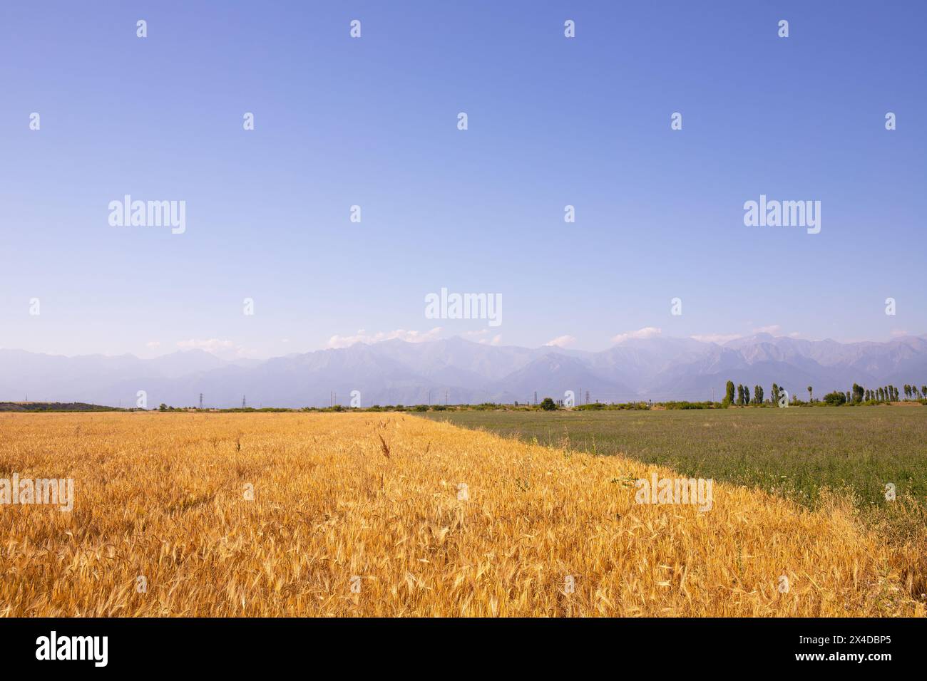 Large wheat field golden hi-res stock photography and images - Alamy